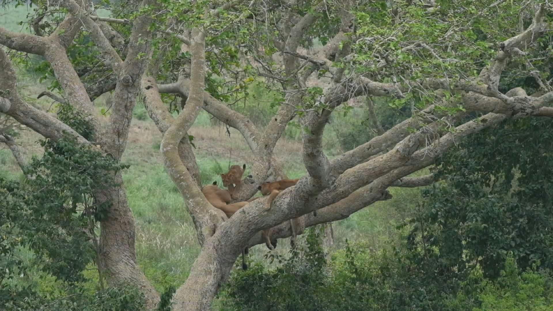 Majestic Lions Resting on a Tree in Uganda Free Stock Video Footage ...