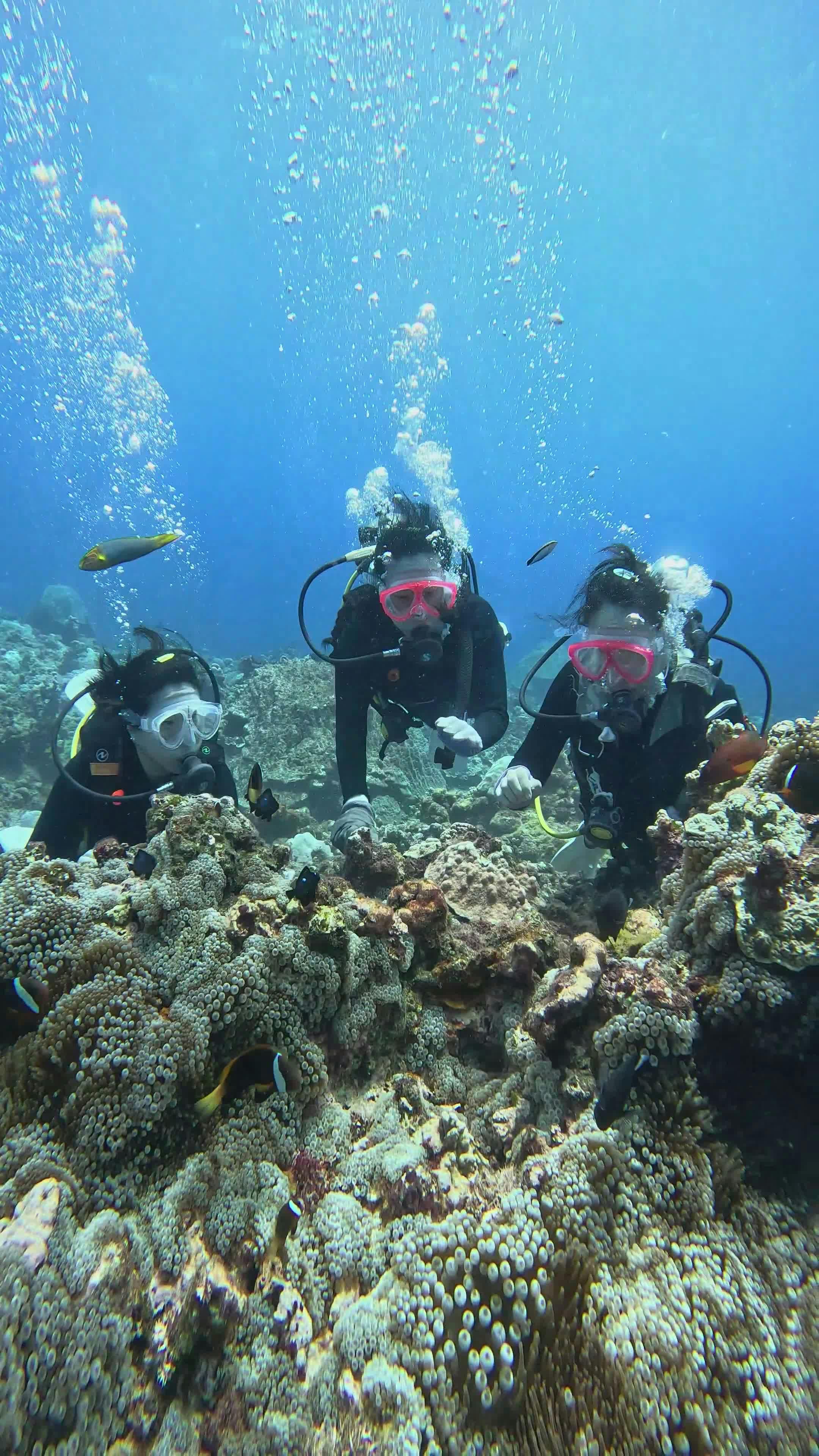 Underwater Adventure: Group Scuba Diving Exploration Free Stock Video ...