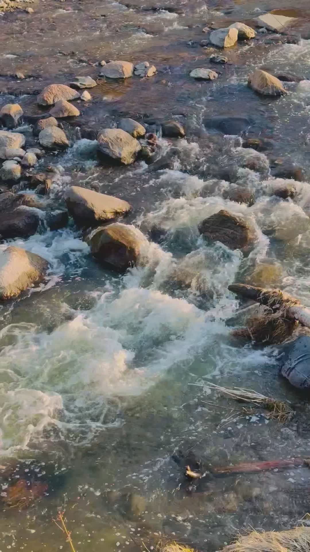 Serene Stream Rushing Over Rocky Riverbed Free Stock Video Footage ...
