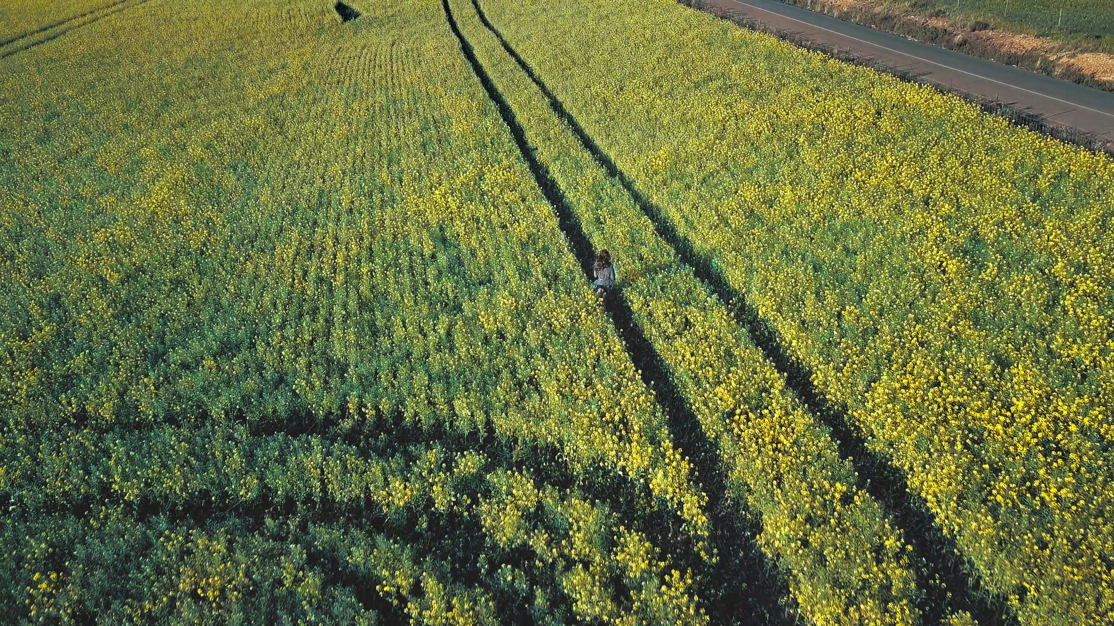 Aerial Footage Of A Woman Running In A Field Of Flowers Free Stock ...