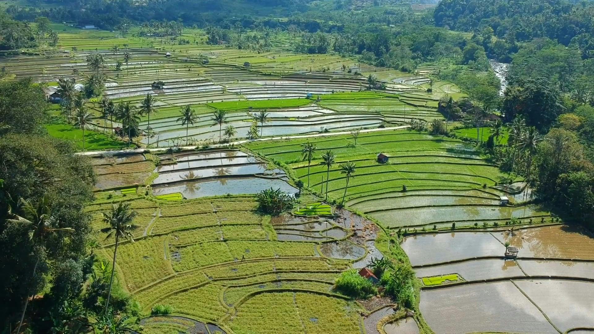 Images Aériennes De Rizières · Vidéos gratuites