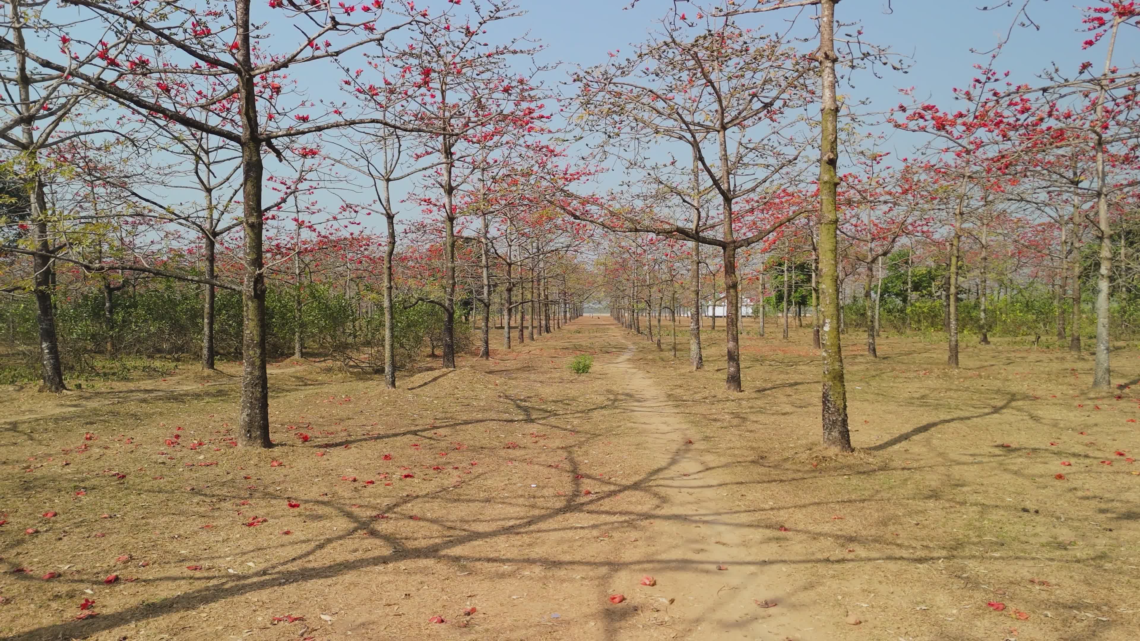 Shimul Garden's Springtime Splendor in Bangladesh Free Stock Video ...