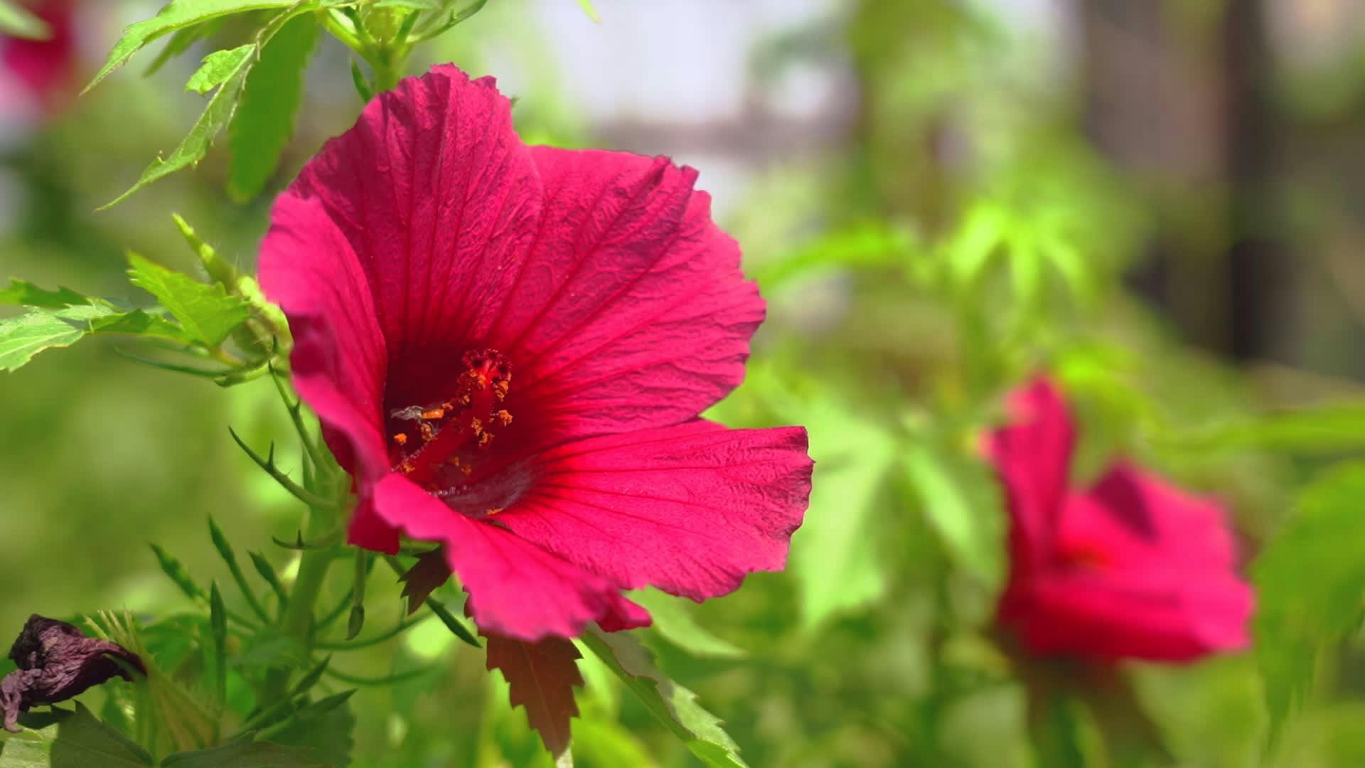 Mp4+Rosa Videos, Download The BEST Free 4k Stock Video Footage & Mp4 ...