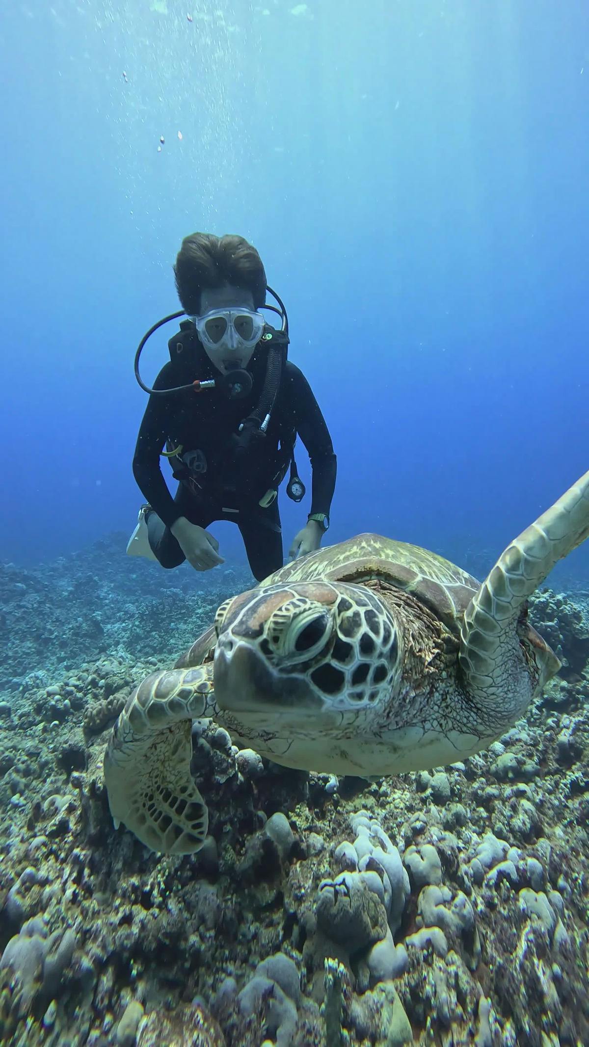 Sea Turtle Videos, Download The BEST Free 4k Stock Video Footage & Sea ...