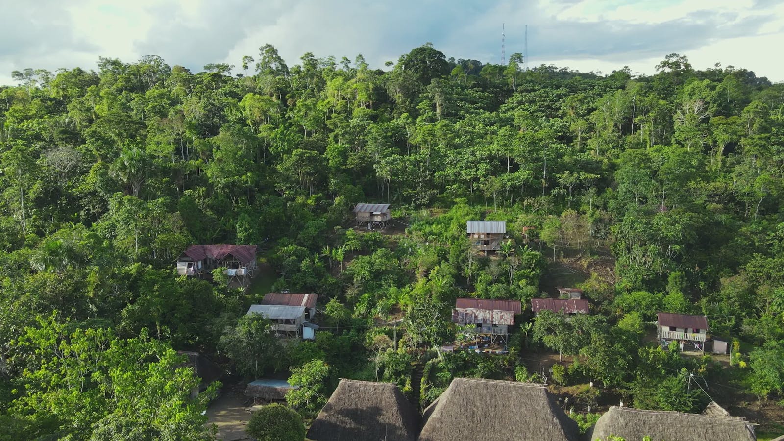 Amazon Rainforest Videos, Download The BEST Free 4k Stock Video Footage ...