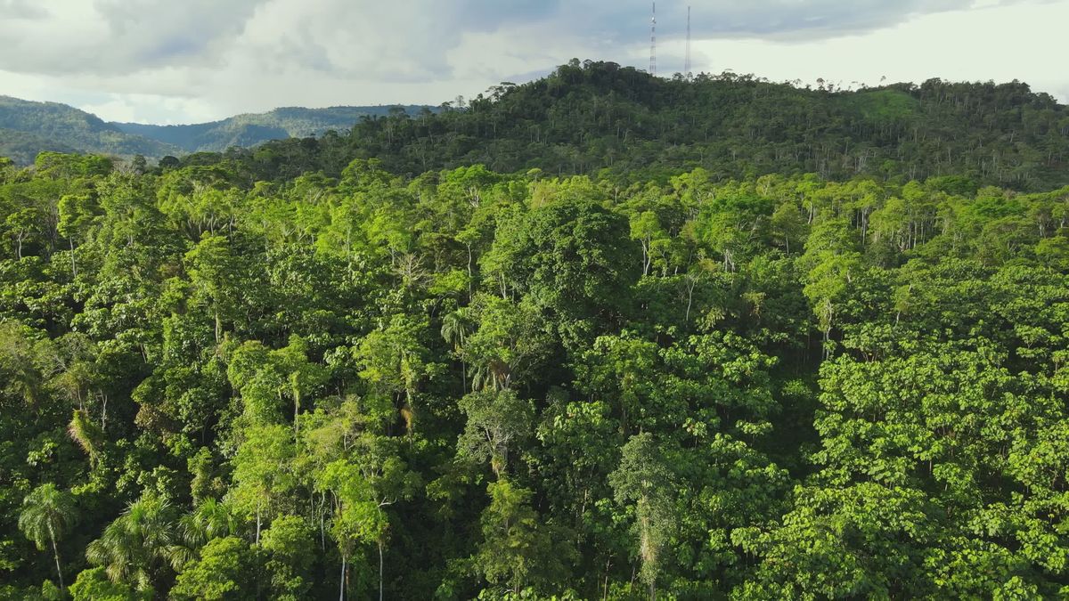 Amazon Forest Videos, Download The BEST Free 4k Stock Video Footage ...