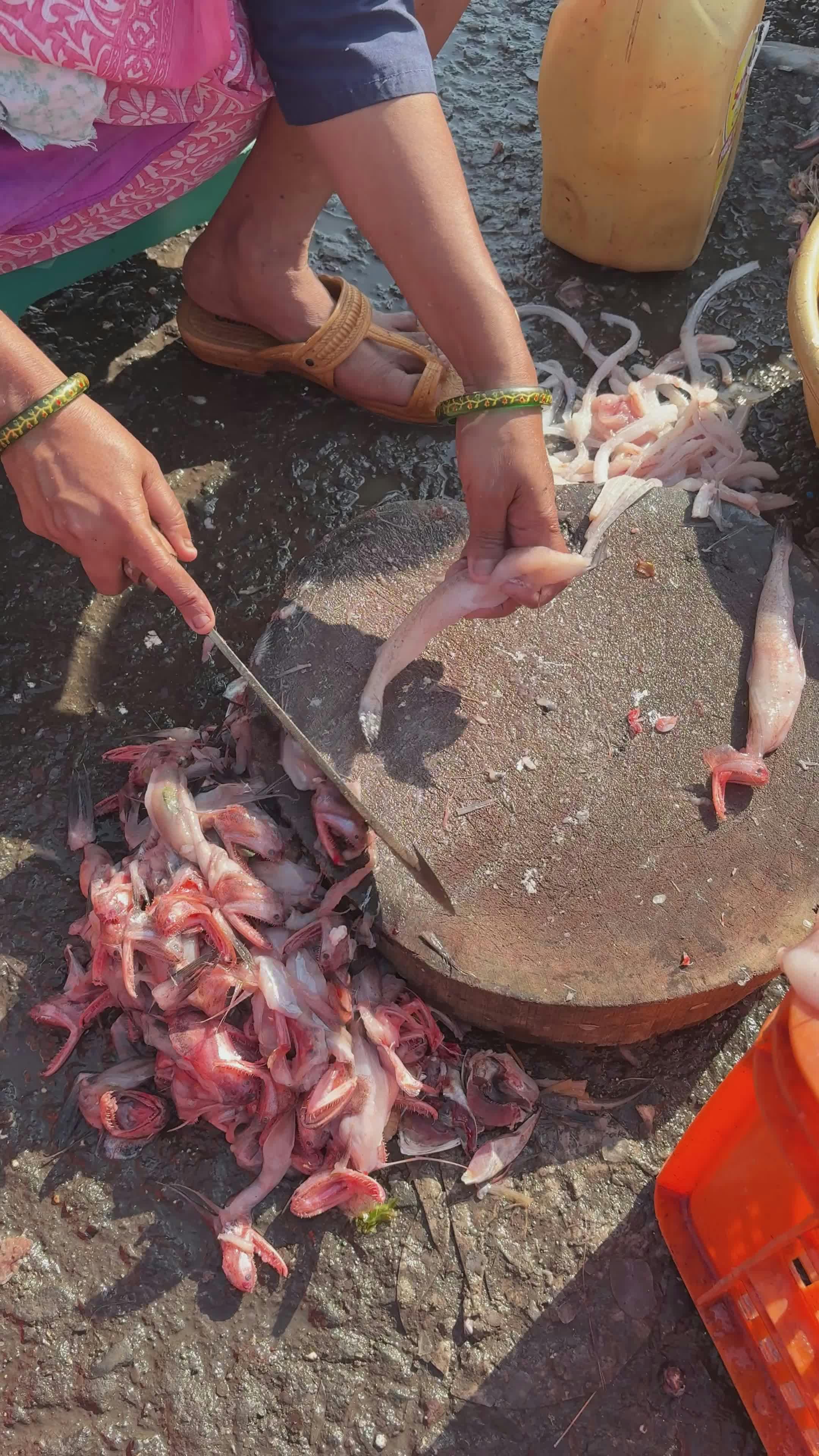 Rea Fish Videos, Download The BEST Free 4k Stock Video Footage & Rea ...