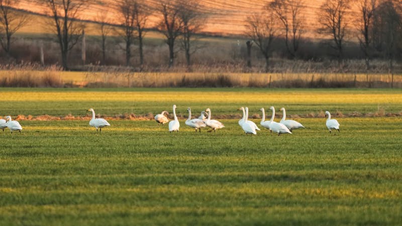 Pixabay Video Videos, Download The BEST Free 4k Stock Video Footage ...