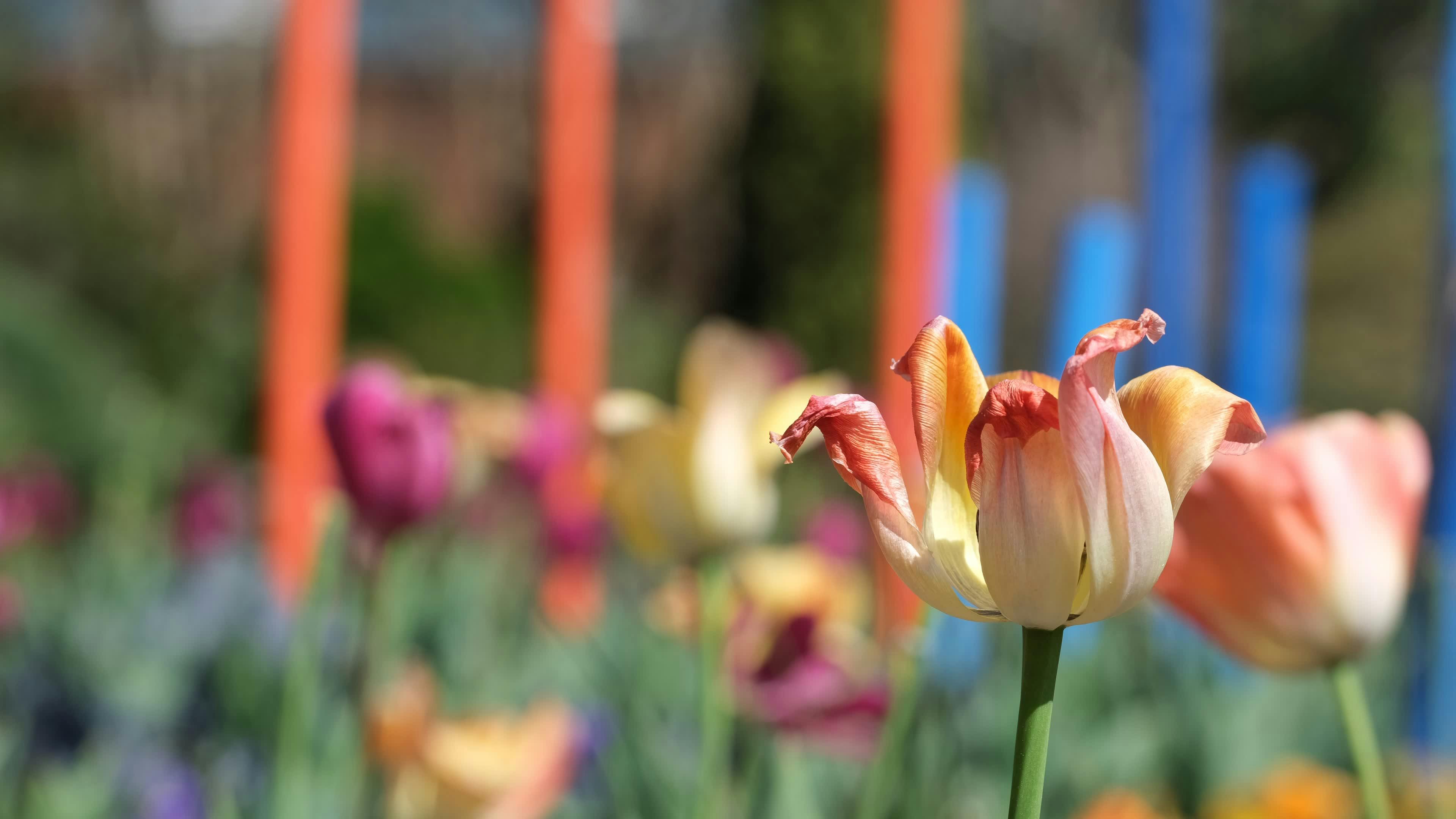 Steven May - Photography