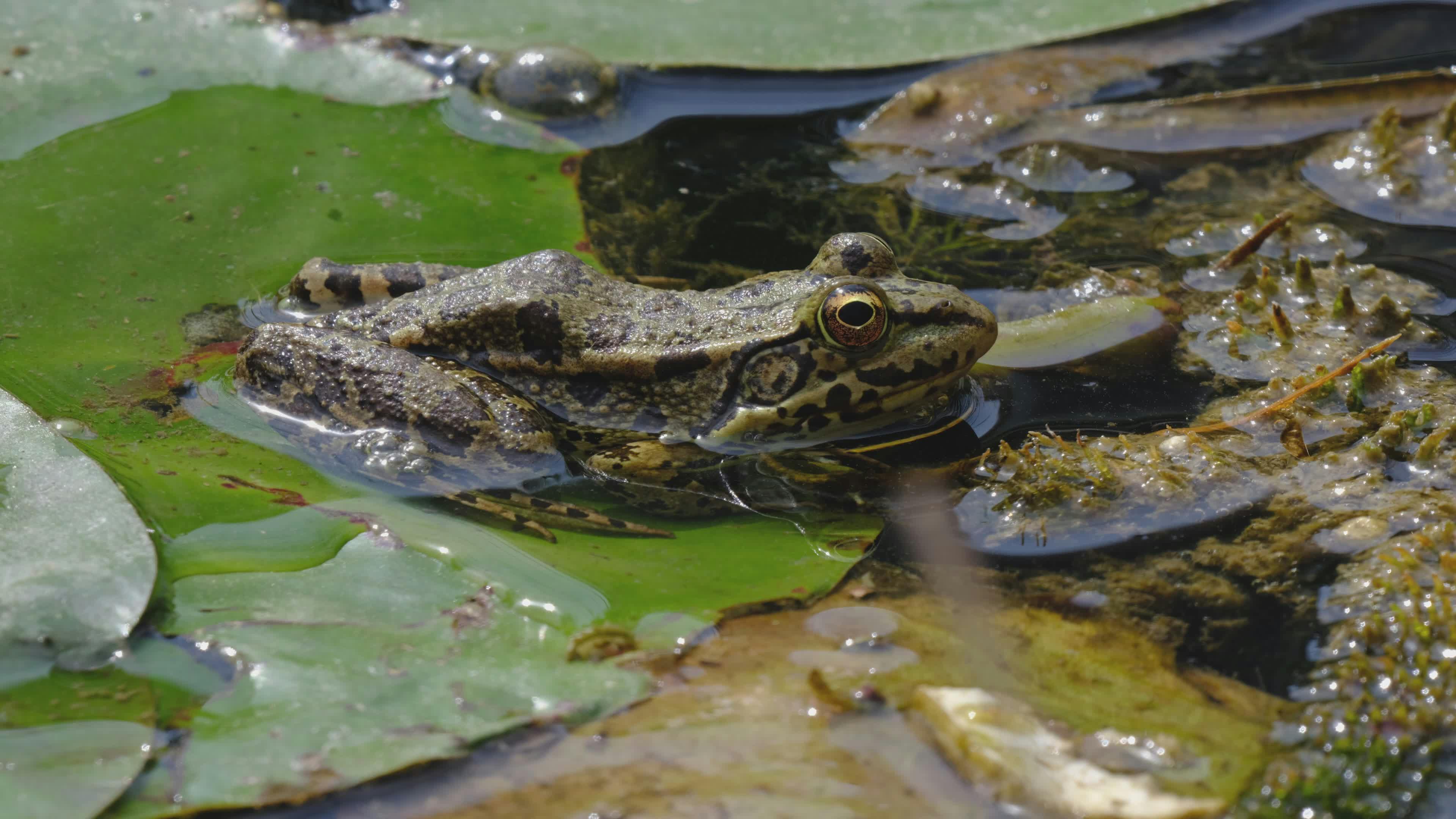Close-Up of Frog in Natural Pond Habitat Free Stock Video Footage ...