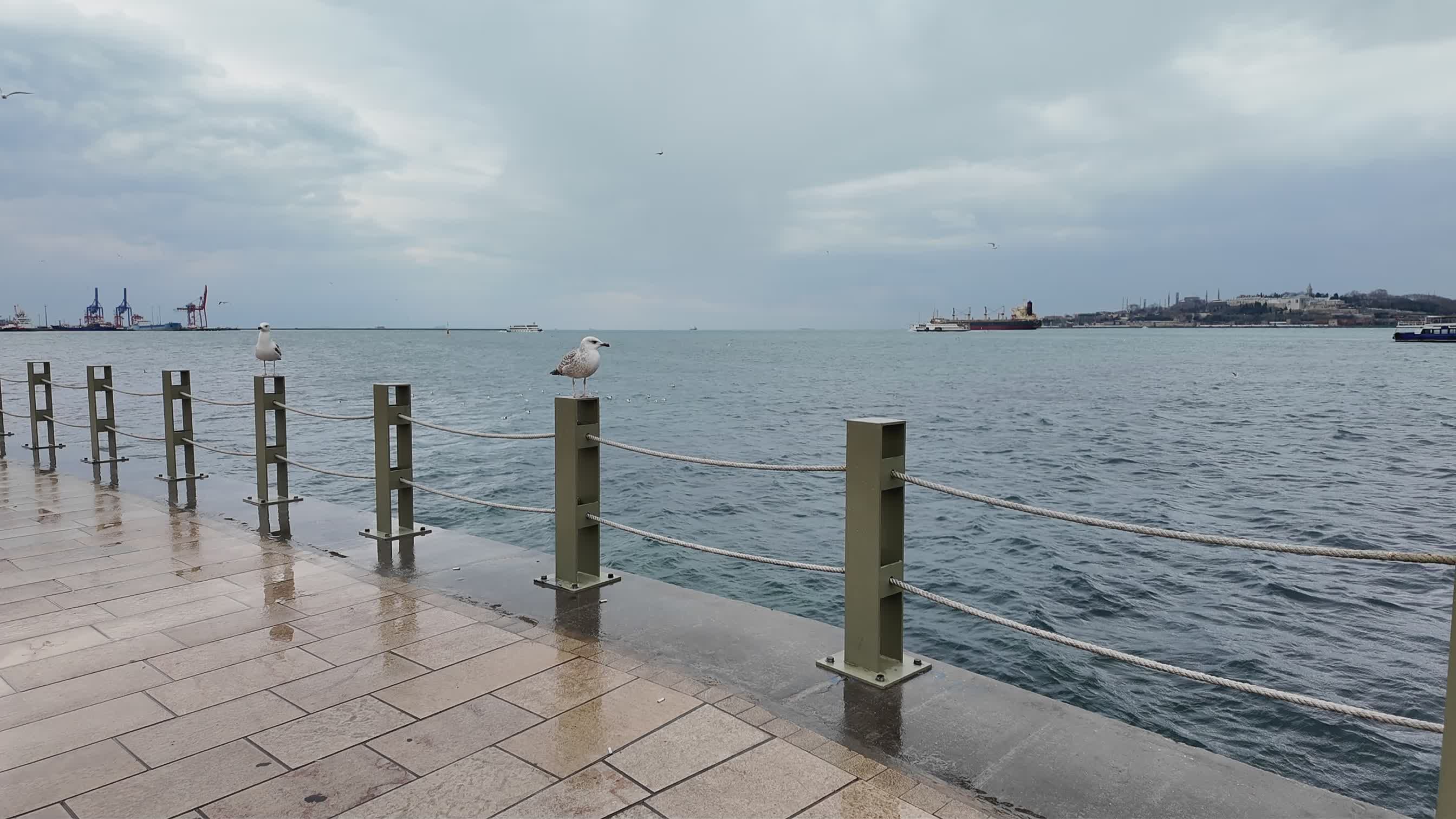 Russian Bird Videos, Download The BEST Free 4k Stock Video Footage ...