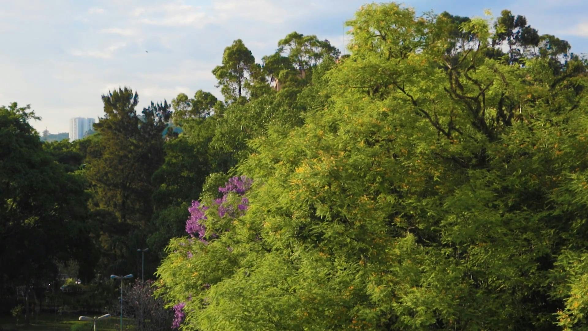 Big Trees Videos, Download The BEST Free 4k Stock Video Footage & Big ...