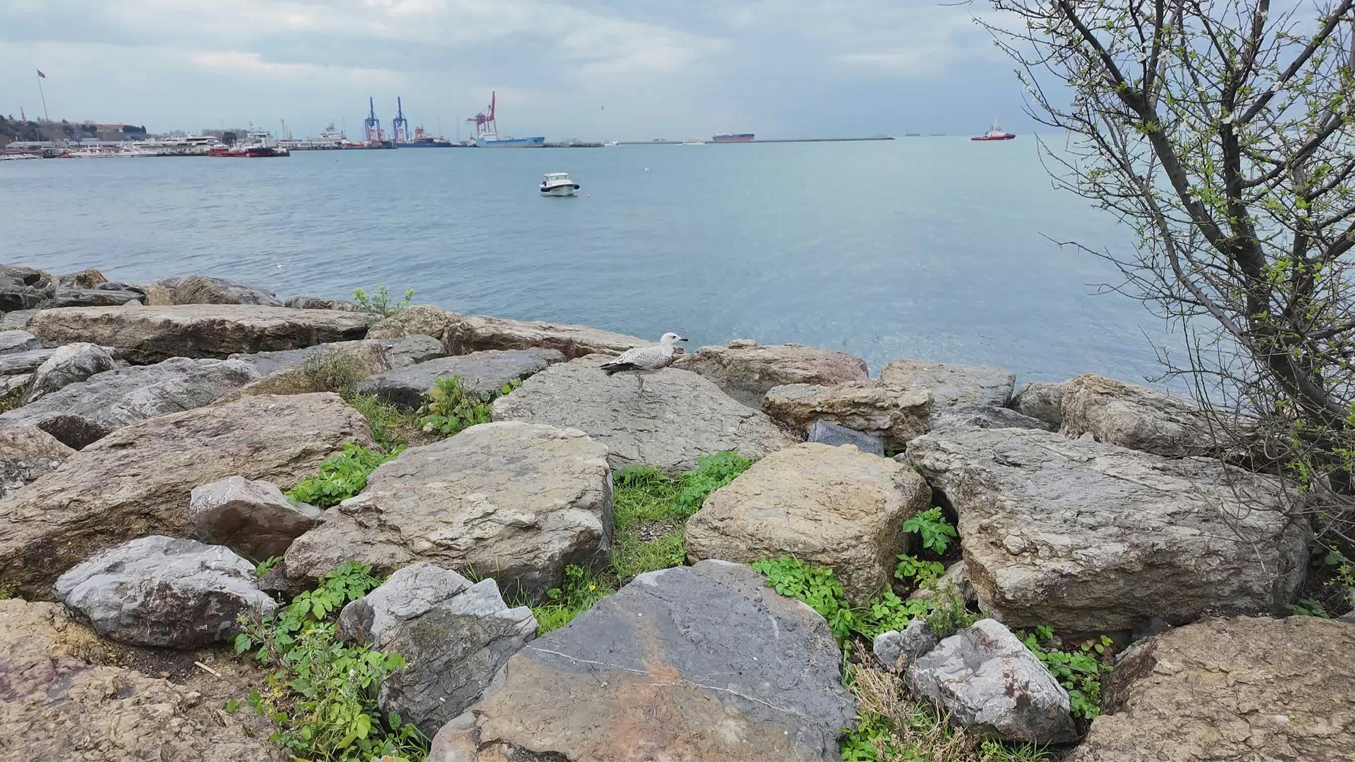 Barge Bird Videos, Download The BEST Free 4k Stock Video Footage ...