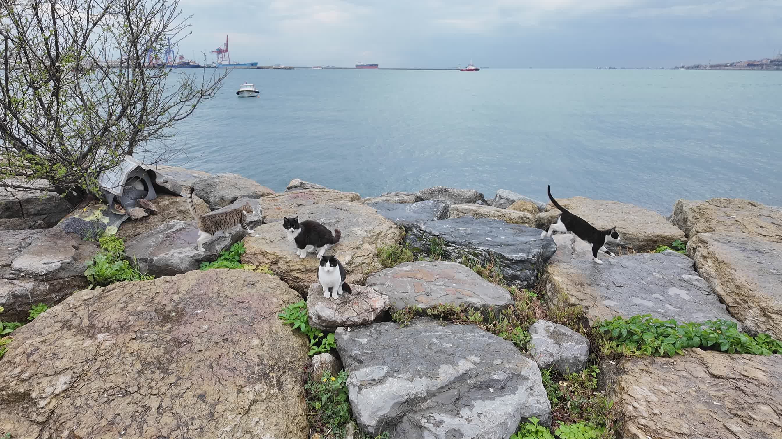 Coastal Cats Exploring Rocky Shoreline Free Stock Video Footage ...