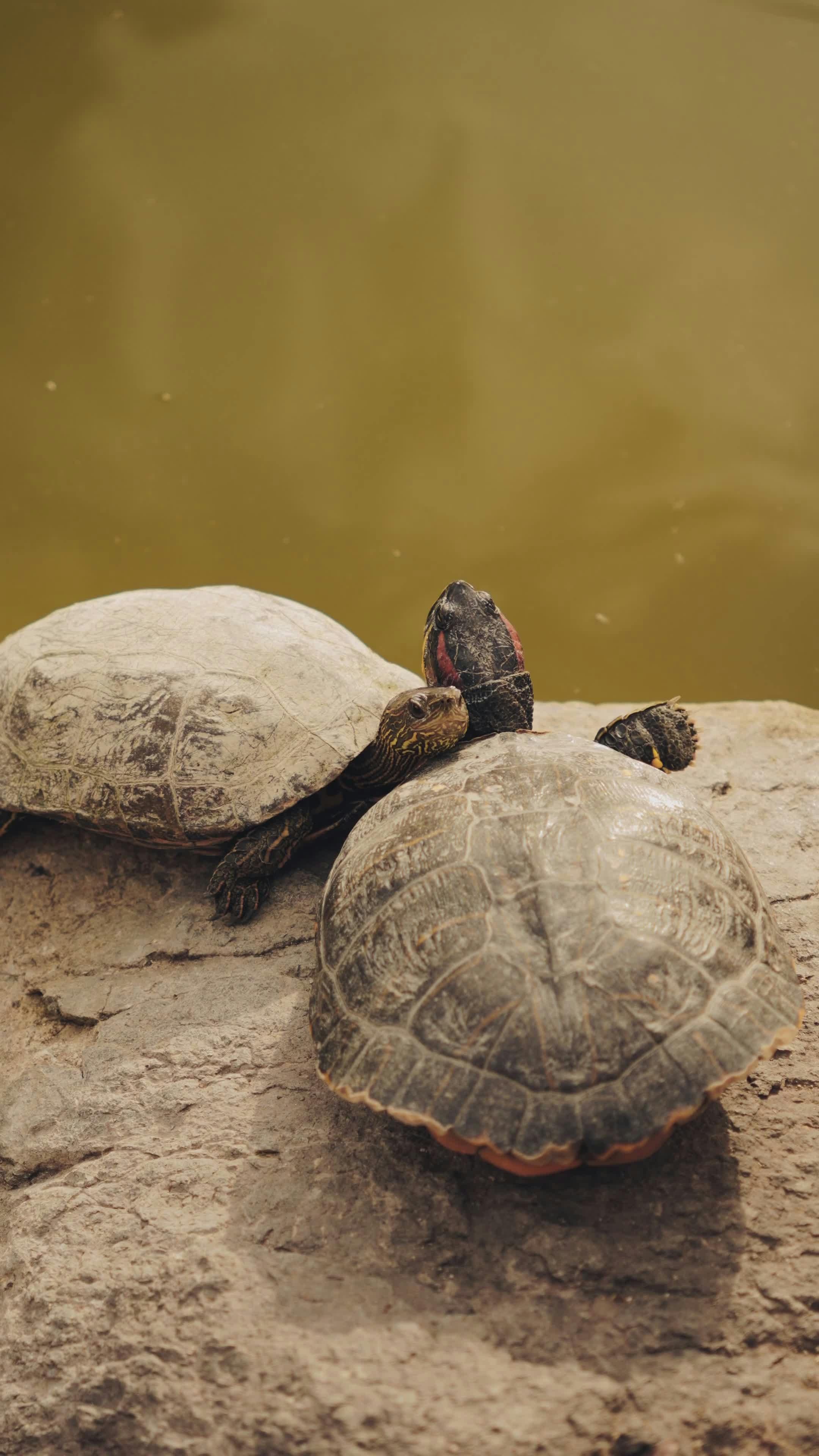 Green Sea Turtles Resting Peacefully by Pond Free Stock Video Footage ...