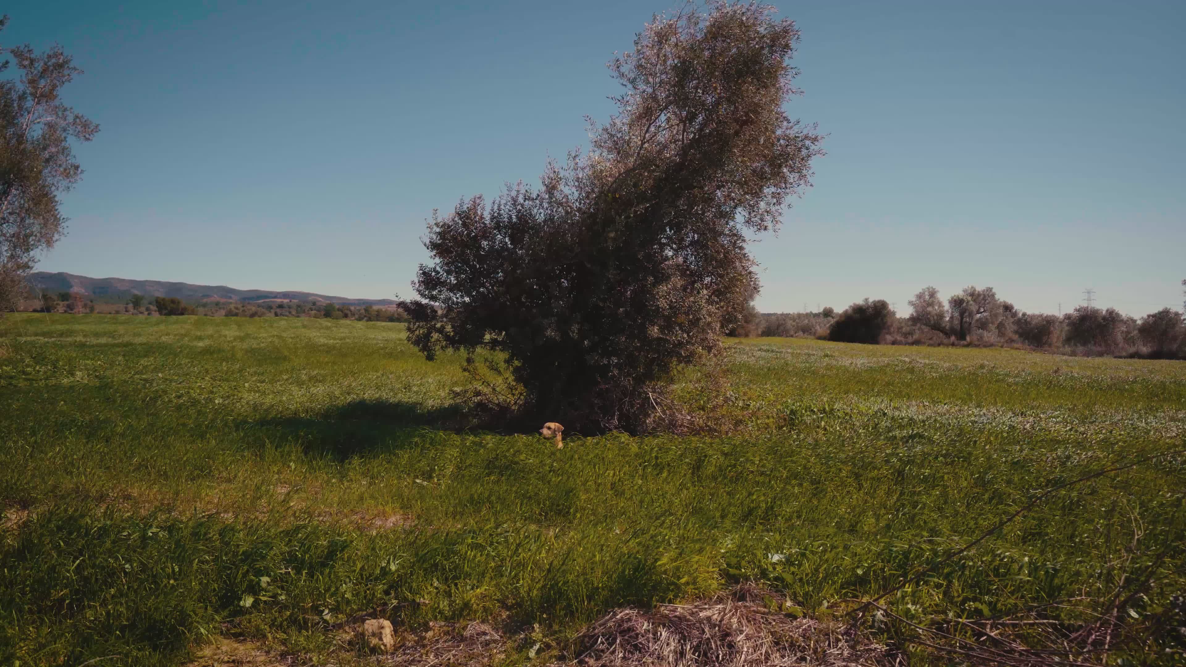 Scenic Olive Tree in a Tranquil Field Free Stock Video Footage, Royalty ...