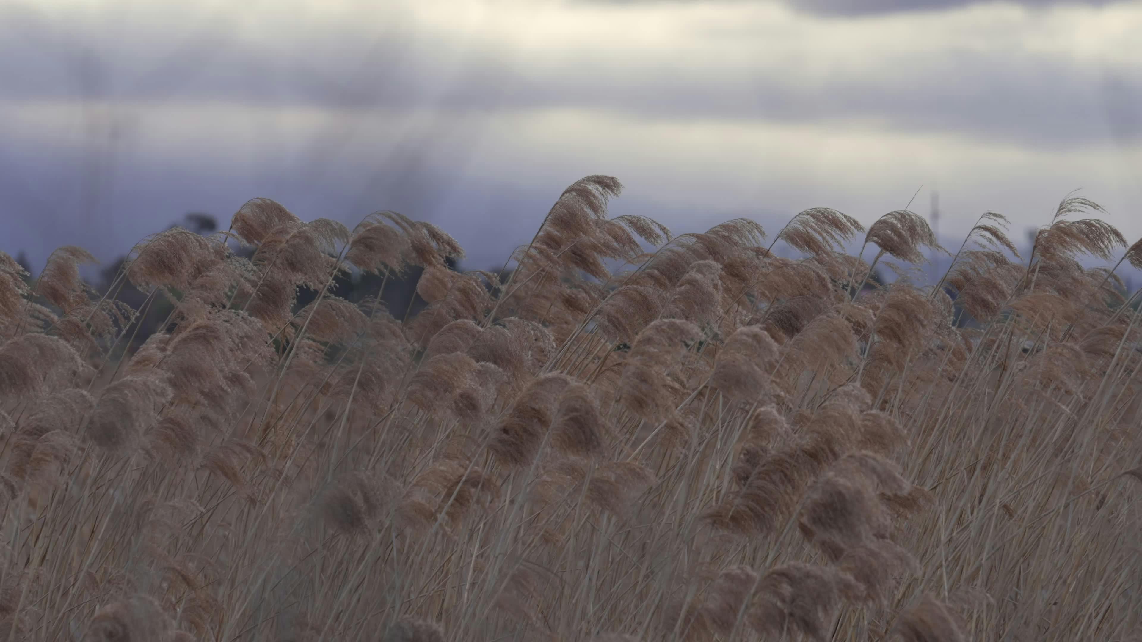 Grass Strands Videos, Download The BEST Free 4k Stock Video Footage ...