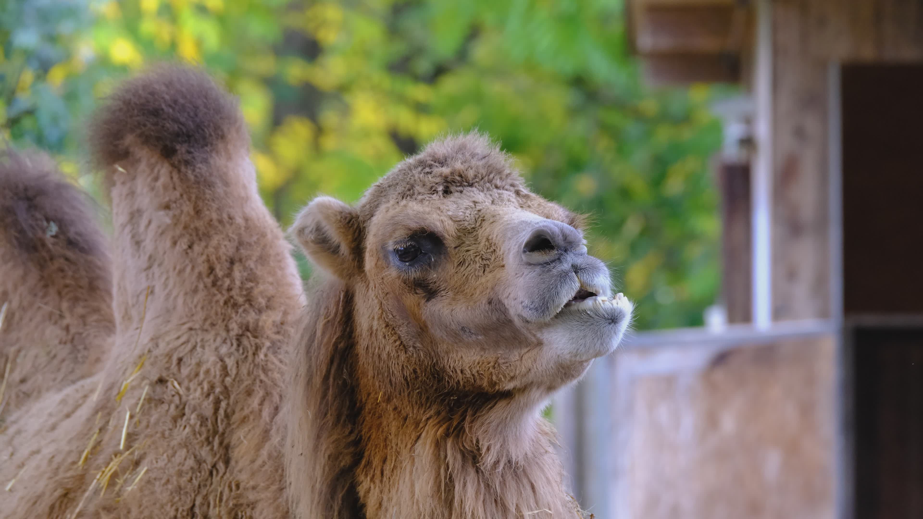 Sensor Camel 모터 Videos, Download The BEST Free 4k Stock Video Footage ...