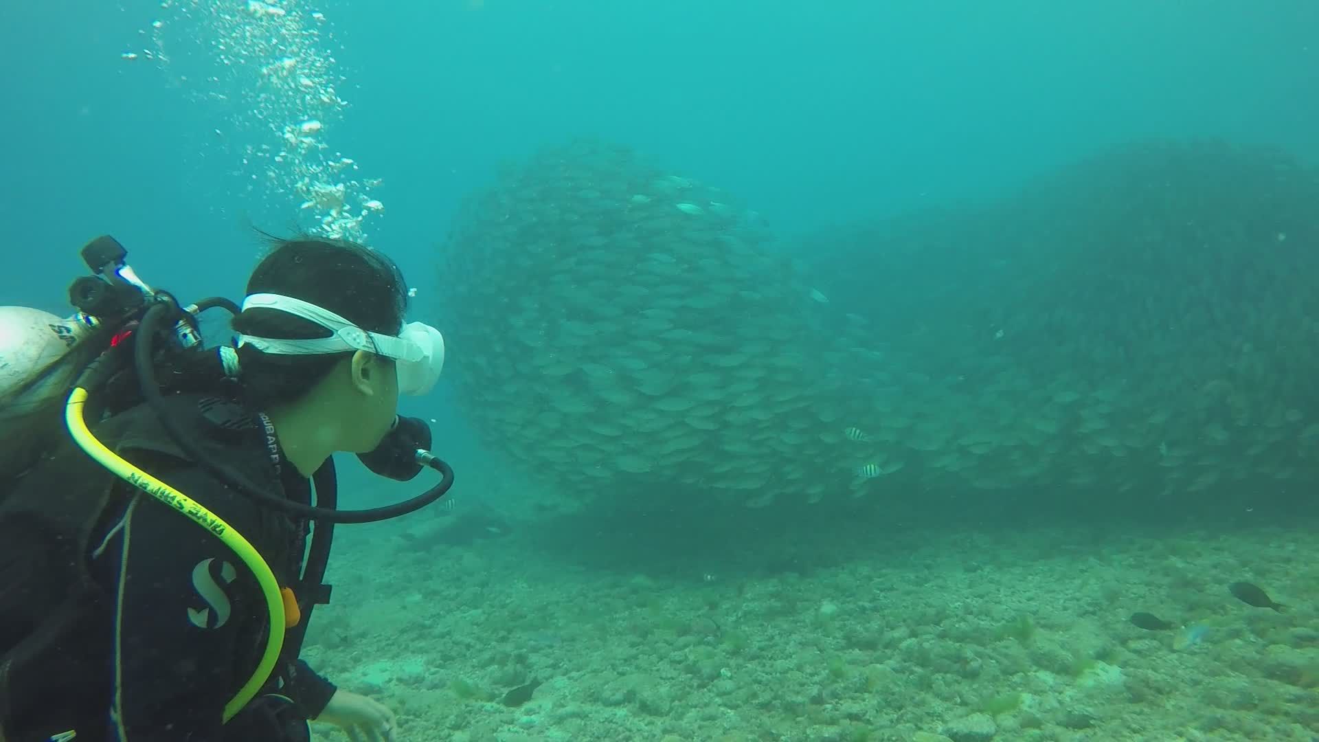 Underwater Scuba Diving with Massive Fish School Free Stock Video ...