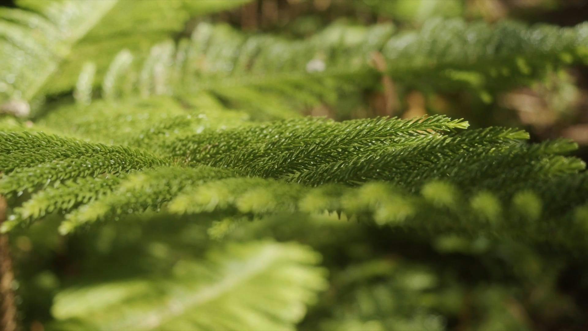 Close Up Fern Videos, Download The BEST Free 4k Stock Video Footage ...
