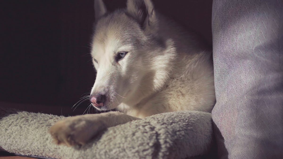 Bitch+Strip Videos, Download The BEST Free 4k Stock Video Footage ...