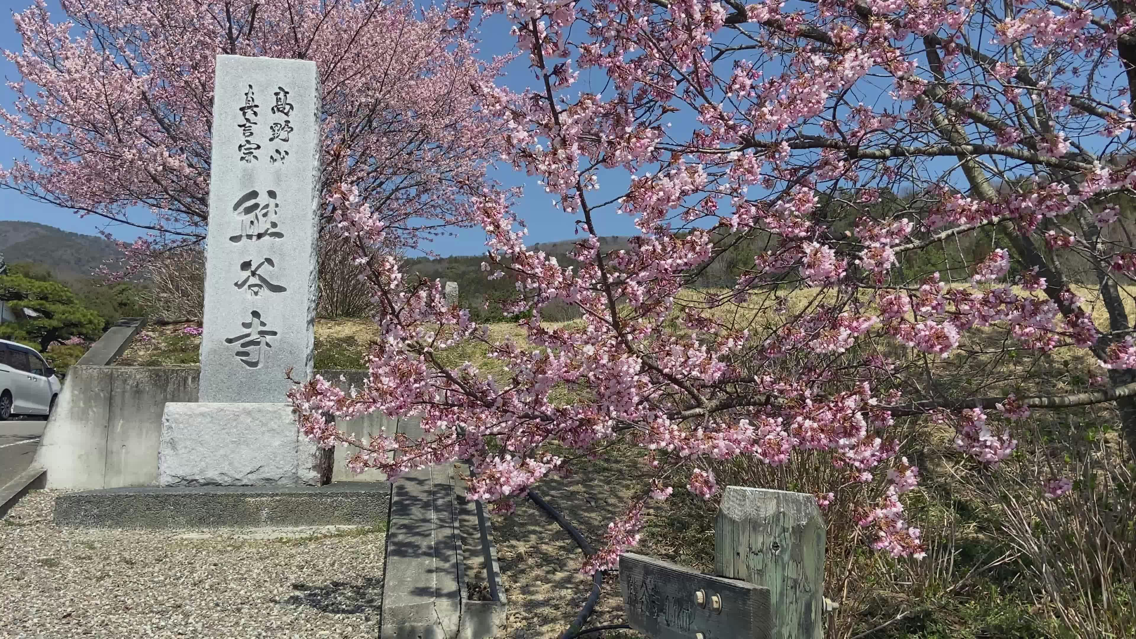 Sakura Blossoms at Japanese Temple in Spring Free Stock Video Footage ...