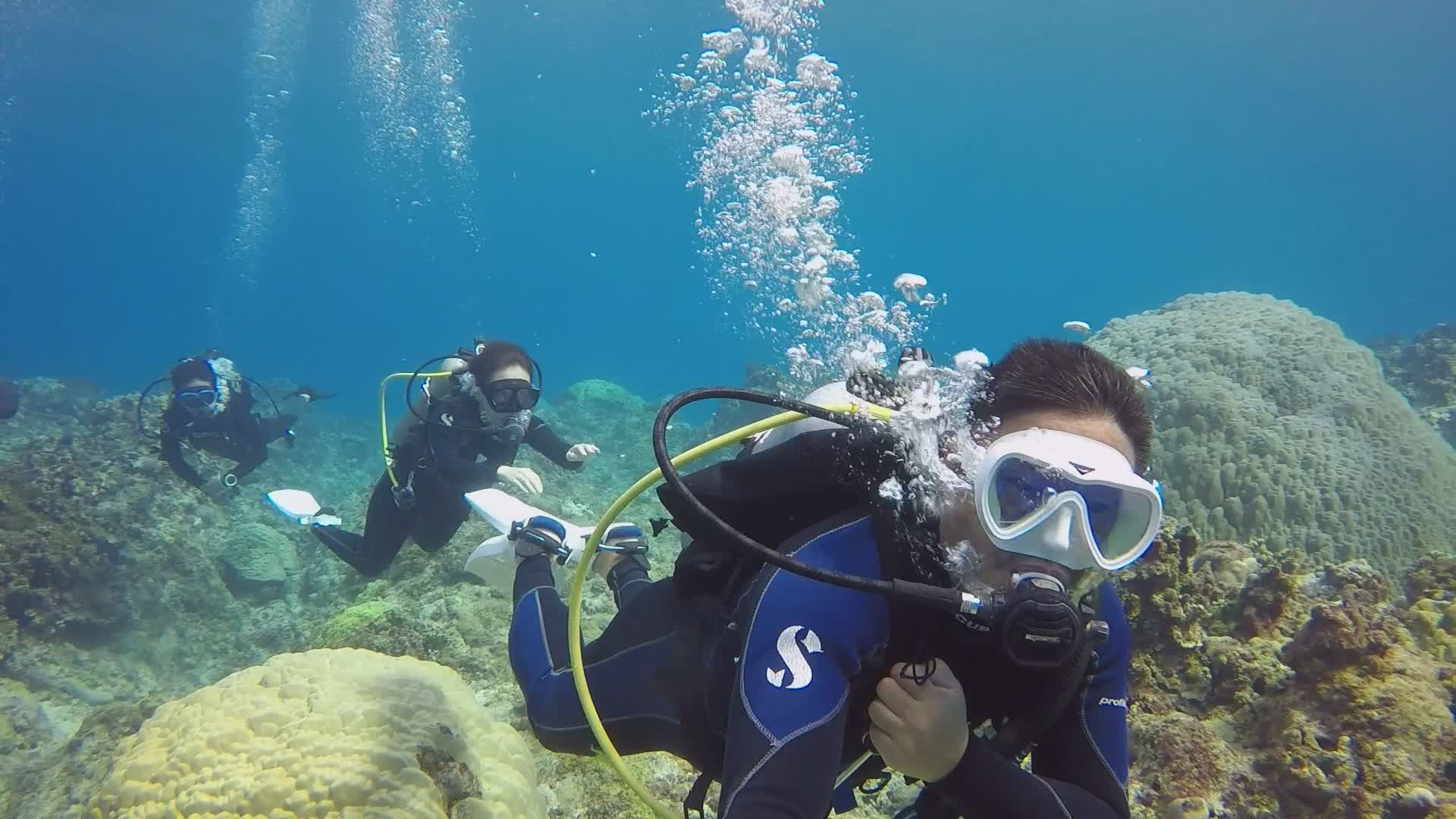 Scuba Divers Exploring Vibrant Coral Reef Free Stock Video Footage ...