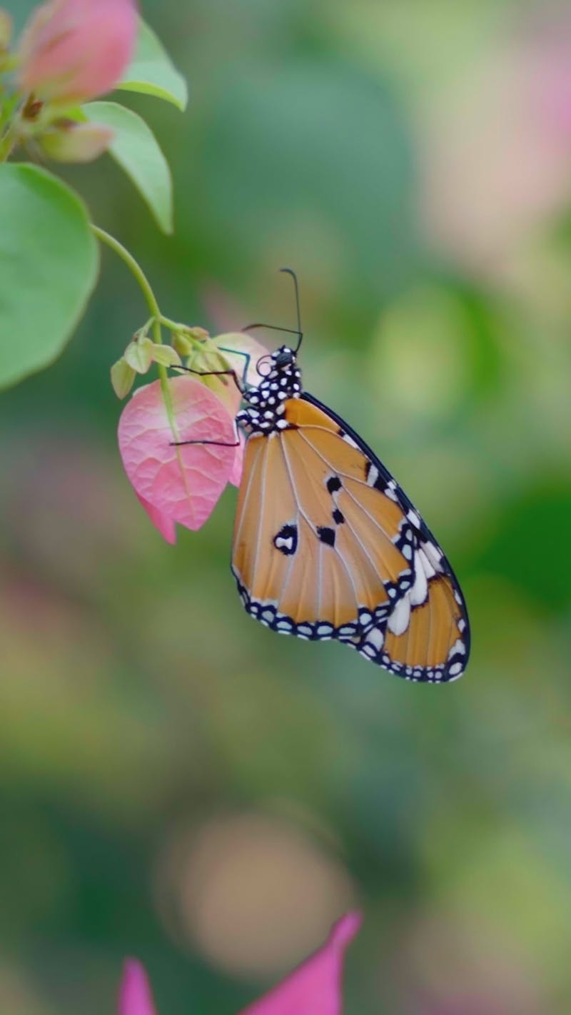 Monarch Butterfly Videos, Download The BEST Free 4k Stock Video Footage ...