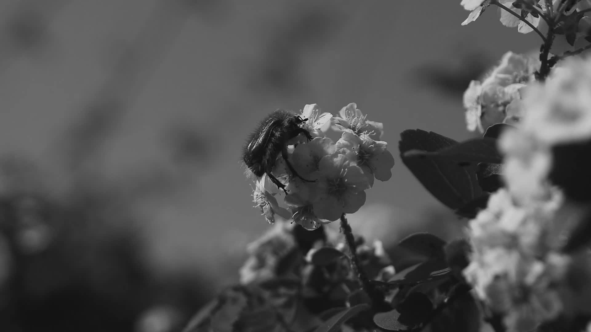 Micro Camera Videos, Download The BEST Free 4k Stock Video Footage ...