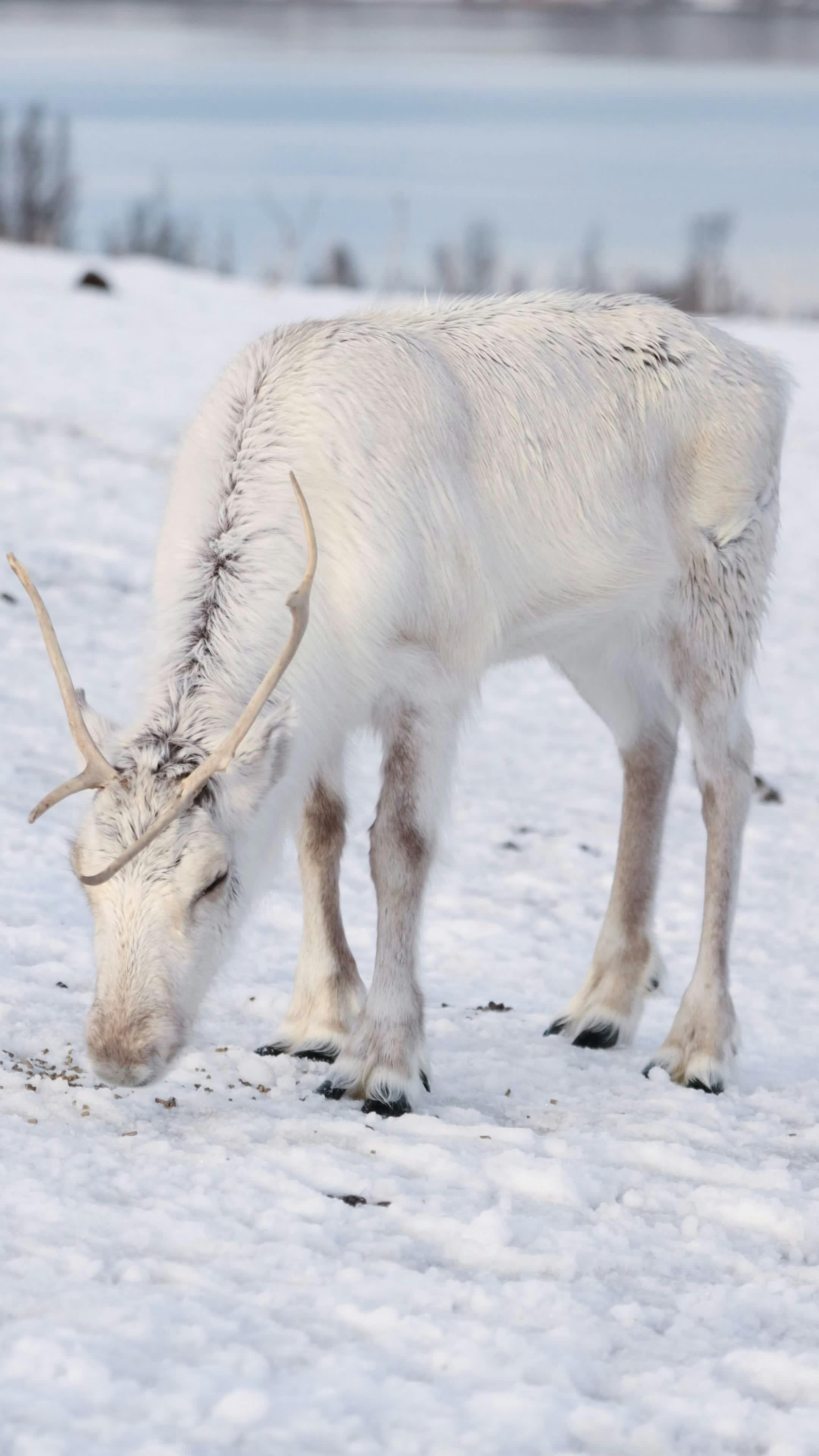 Statiq Circle Videos, Download The BEST Free 4k Stock Video Footage ...