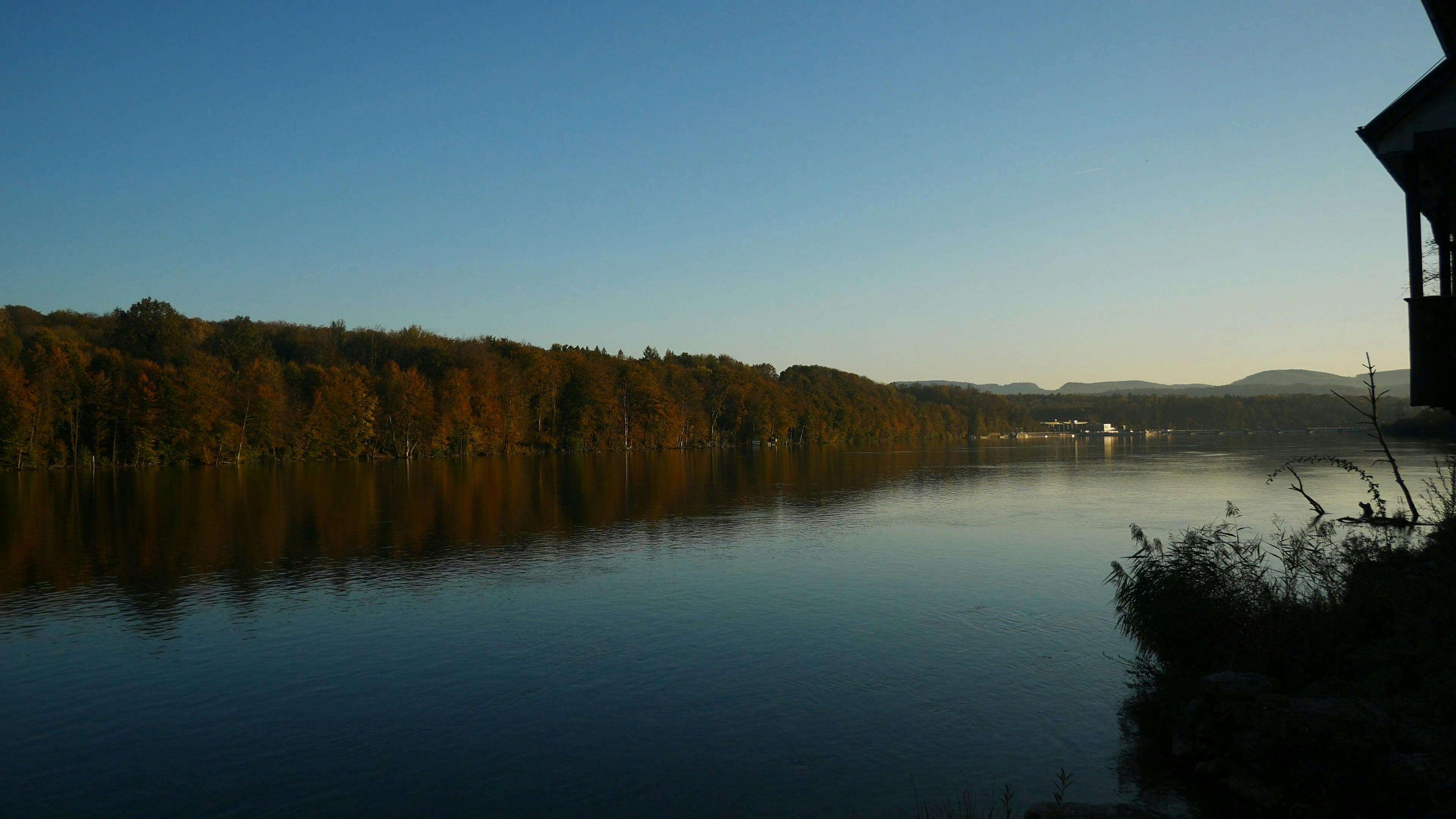 Distorted Reflection Of Trees On A Calm Lake Surface · Free Stock Video