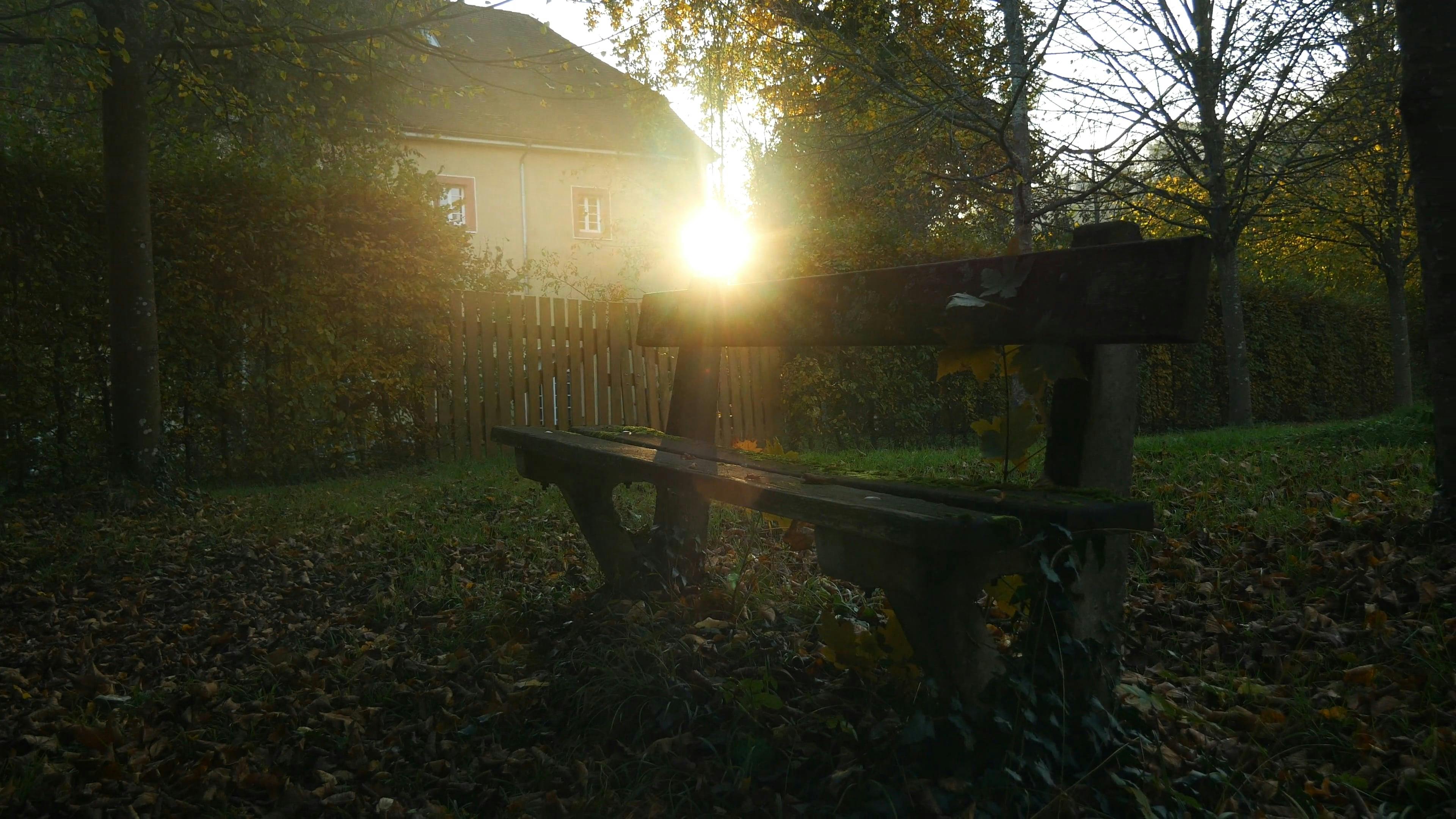 A Dog Roaming Around Freely In A forest Park Free Stock Video Footage ...