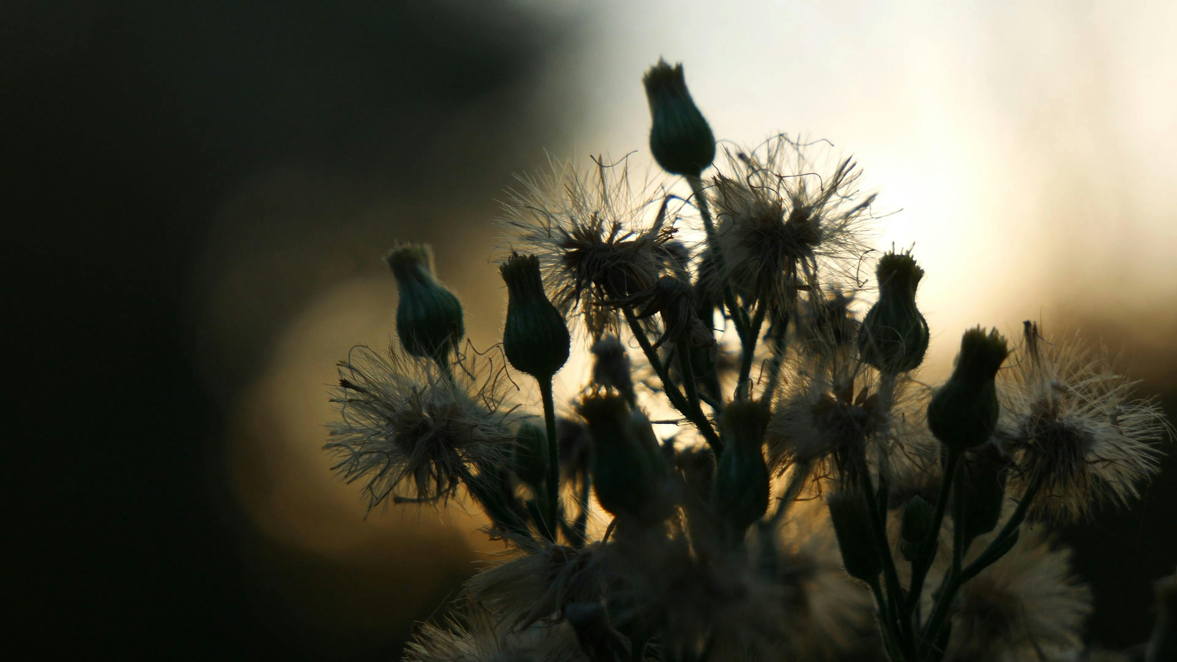 Video Of A Dandelion Free Stock Video Footage, Royalty-Free 4K & HD ...
