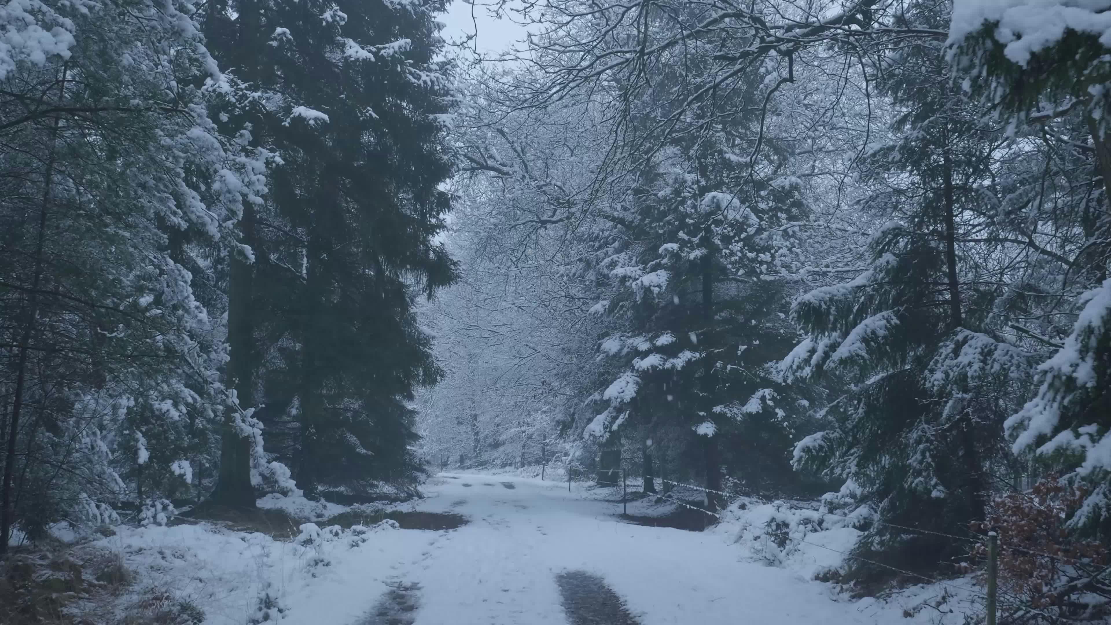 Snowy Winter Pathway in Tranquil Forest Free Stock Video Footage ...