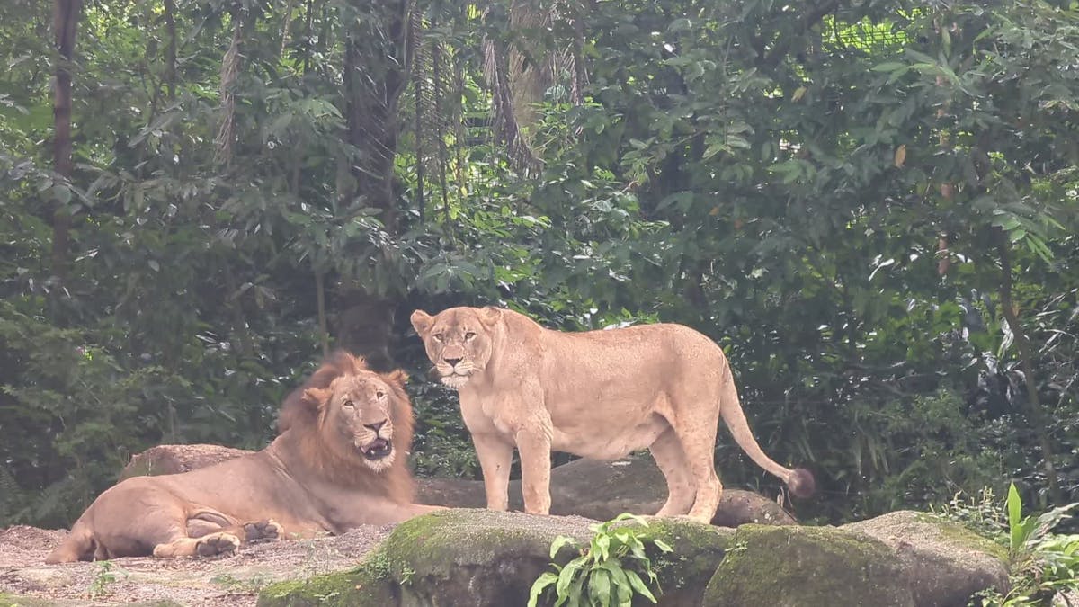 Lion Videos, Download The BEST Free 4k Stock Video Footage & Lion HD ...