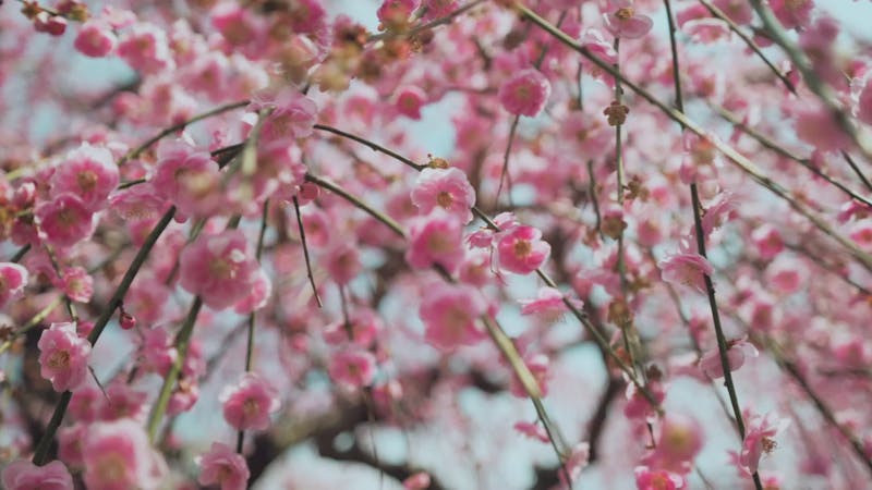 Japanesemomsleepingson Videos Download The Best Free 4k Stock Video Footage And Japanesemom