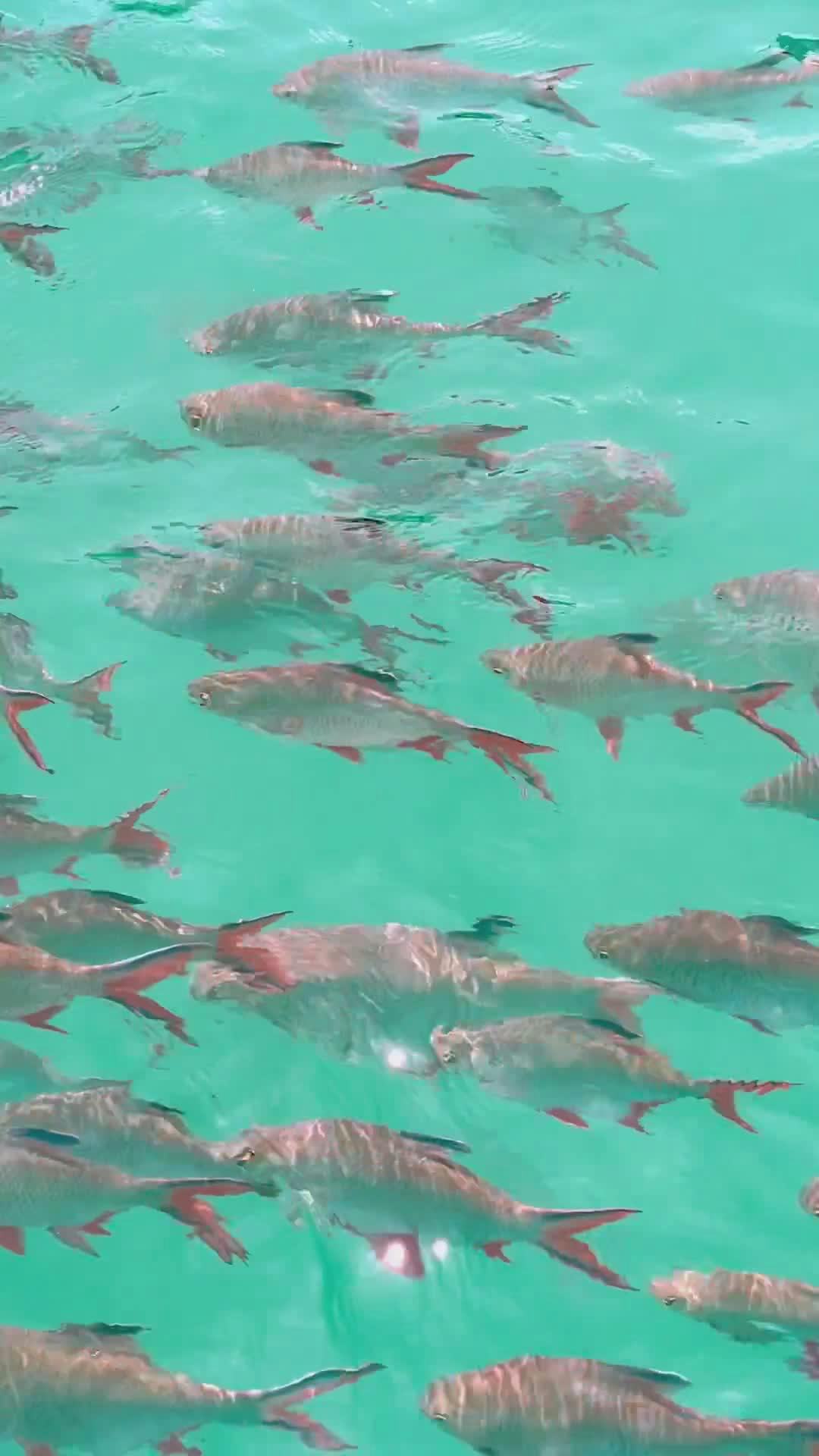 Underwater Ocean Videos, Download The BEST Free 4k Stock Video Footage ...