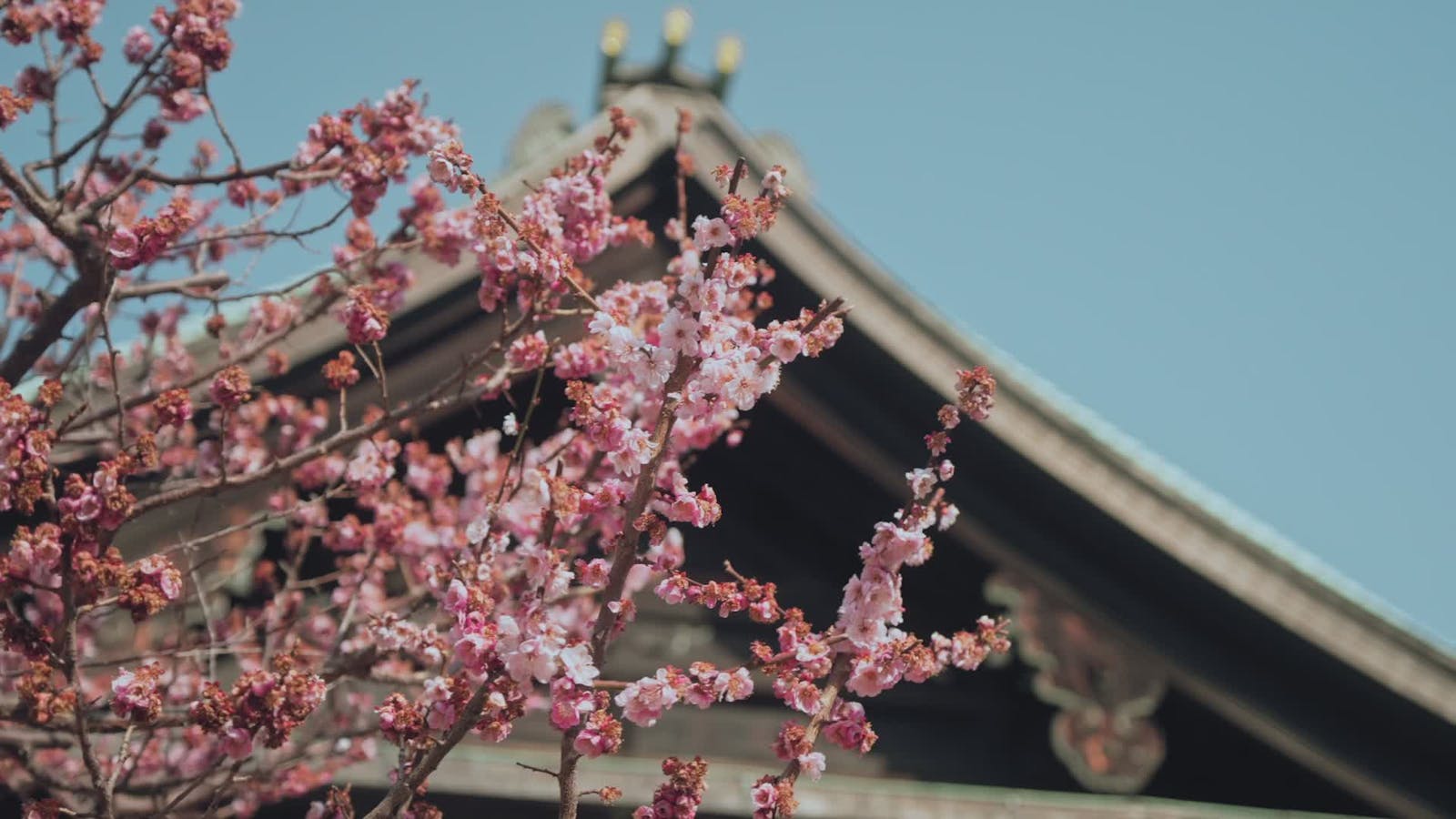 Japan Six Videos, Download The BEST Free 4k Stock Video Footage & Japan ...