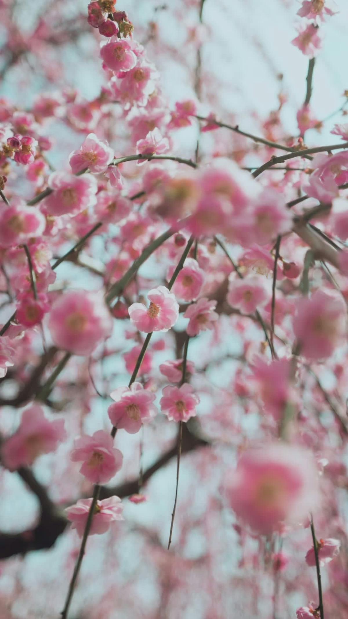 Japan Six Videos, Download The BEST Free 4k Stock Video Footage & Japan ...