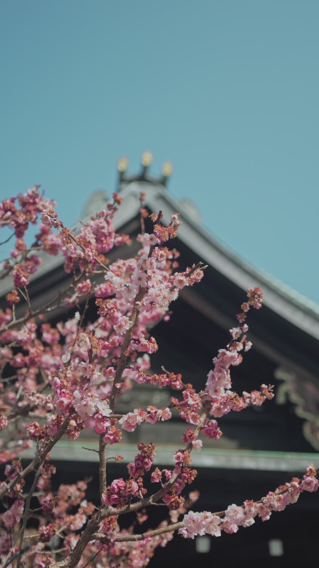 Japan Spring Season Videos, Download The BEST Free 4k Stock Video ...