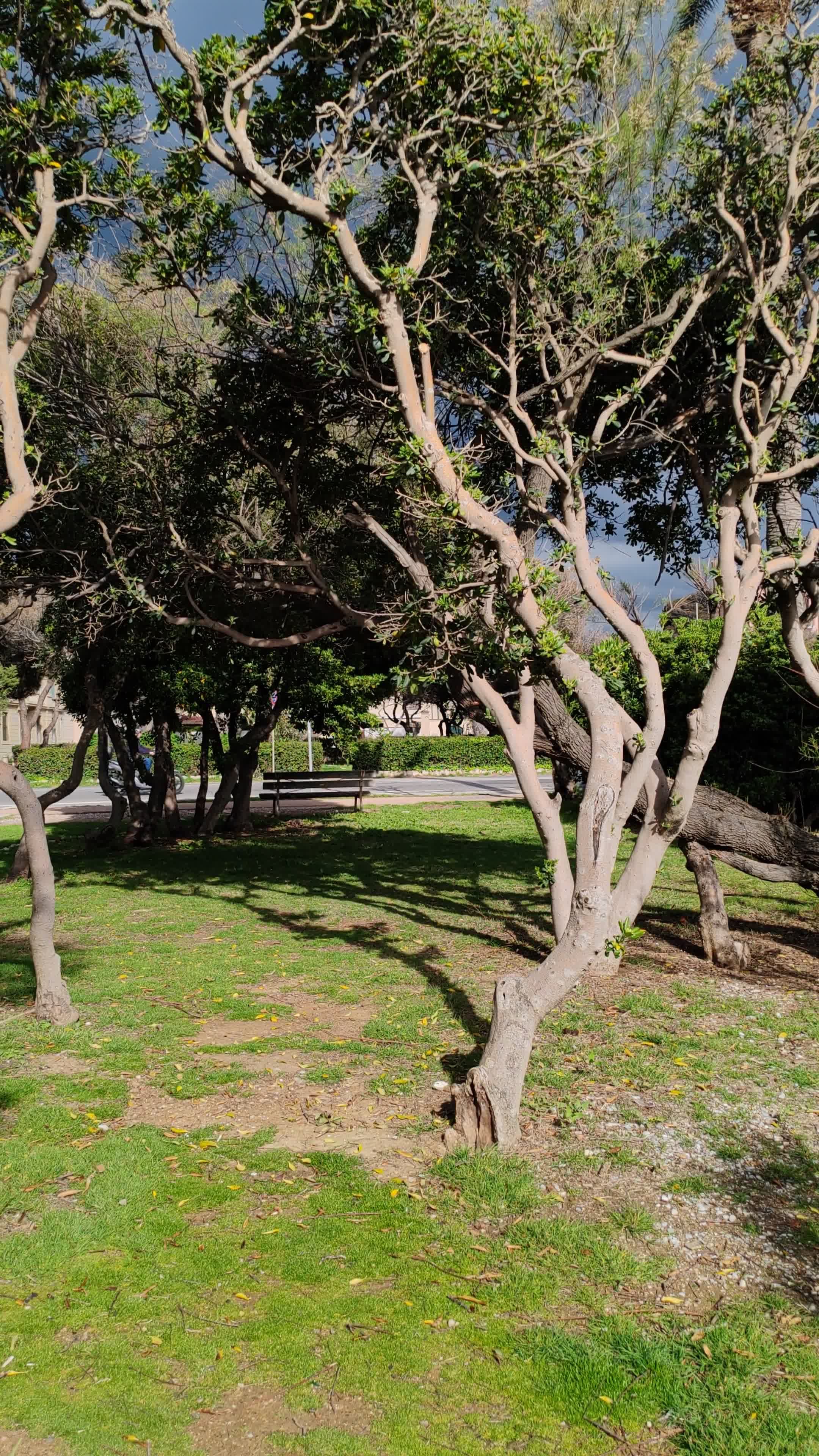 Peaceful Outdoor Park with Olive Trees Free Stock Video Footage ...