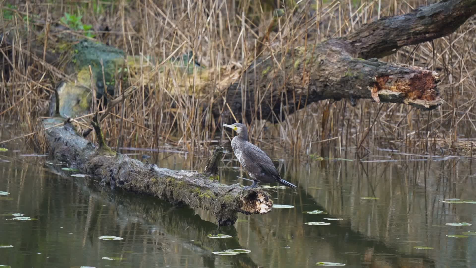 Serene Heron Perched on a Fallen Tree in Wetlands Free Stock Video ...