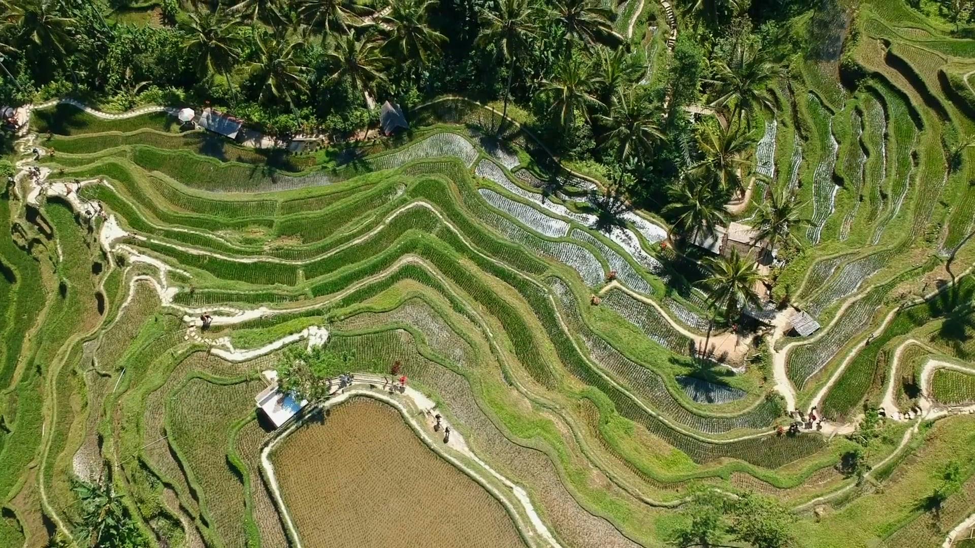 Park Rice Videos, Download The BEST Free 4k Stock Video Footage & Park ...