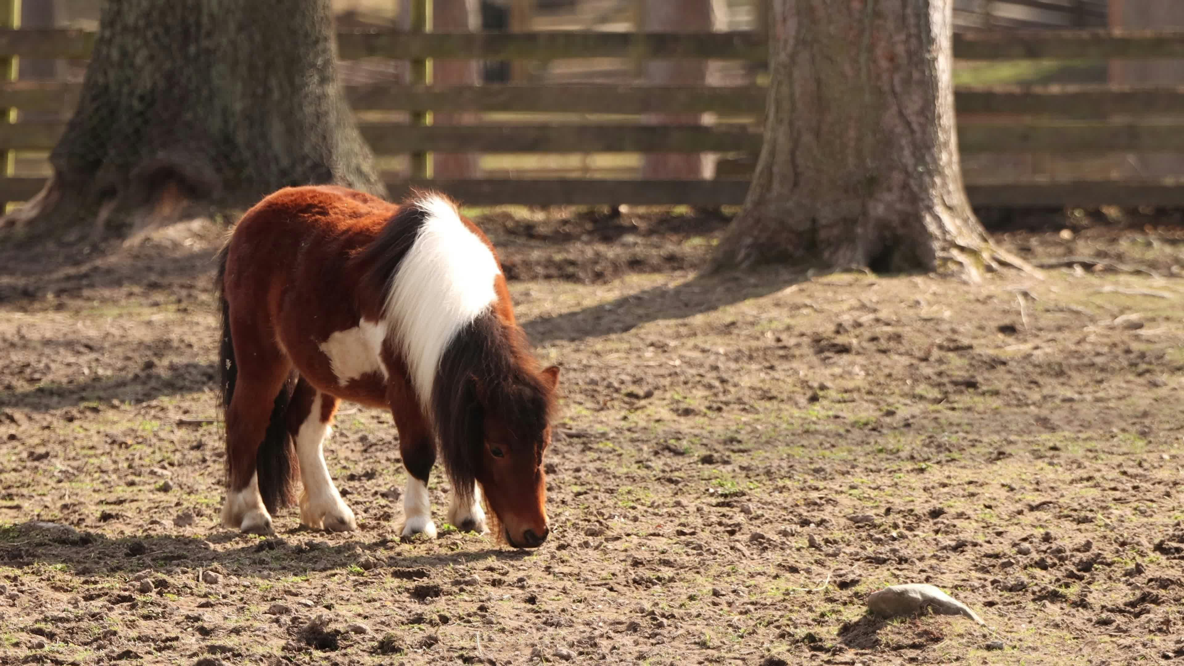 Stable Videos, Download The BEST Free 4k Stock Video Footage & Stable ...