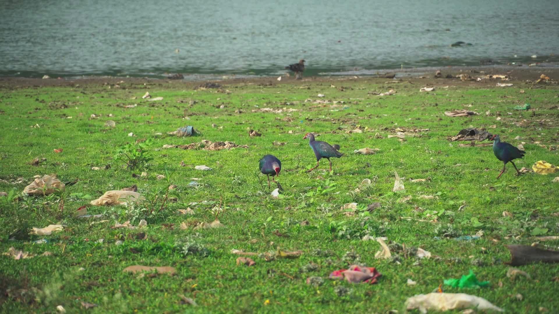 Polluted Area Videos, Download The BEST Free 4k Stock Video Footage ...