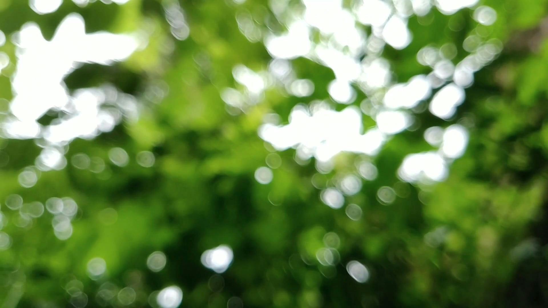 Close-up Of Rain Drops Passing Through The Leaves Of A Tree · Free ...