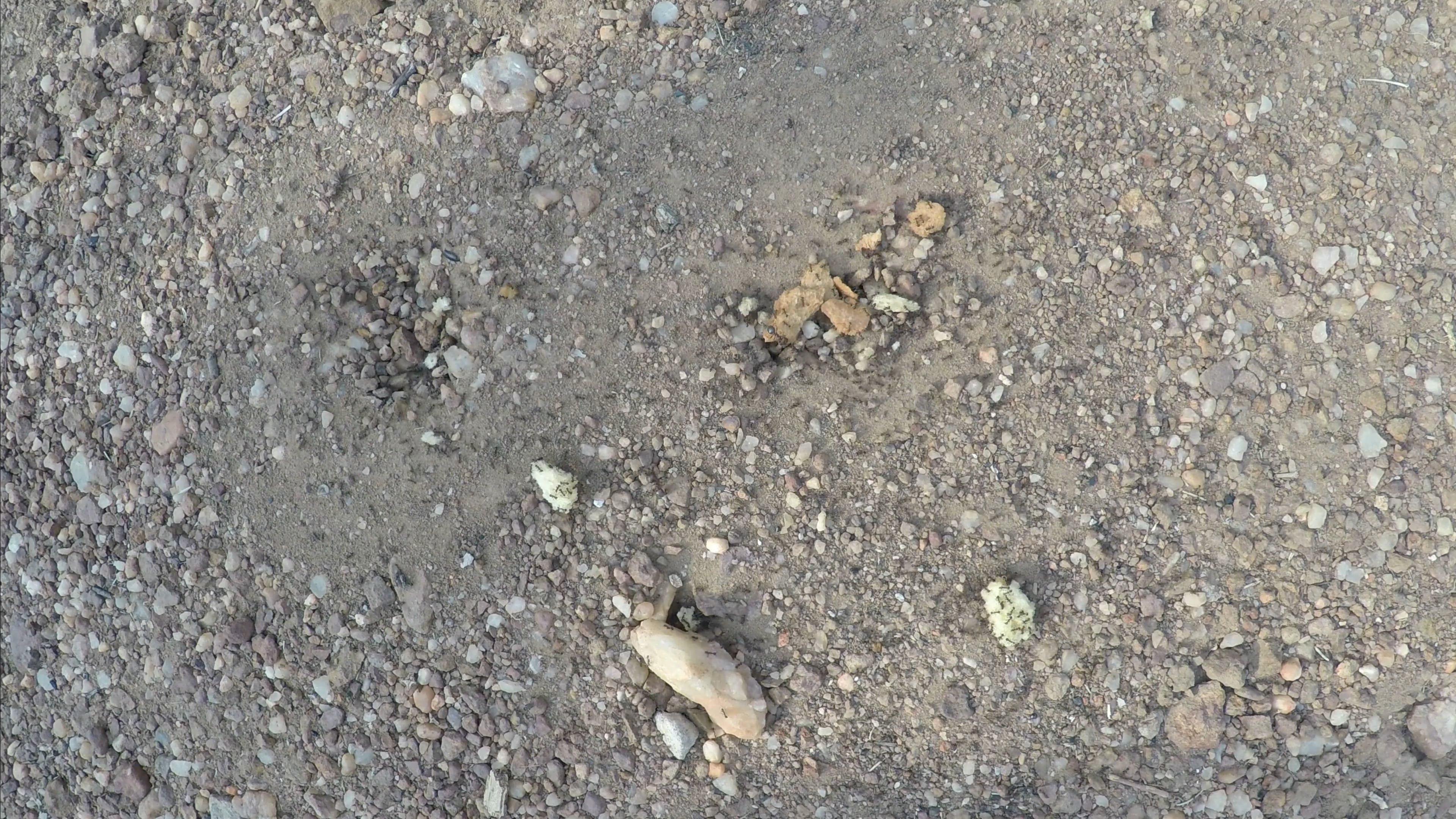 An Army Of Ants Collecting Food The Colony · Free Stock Video