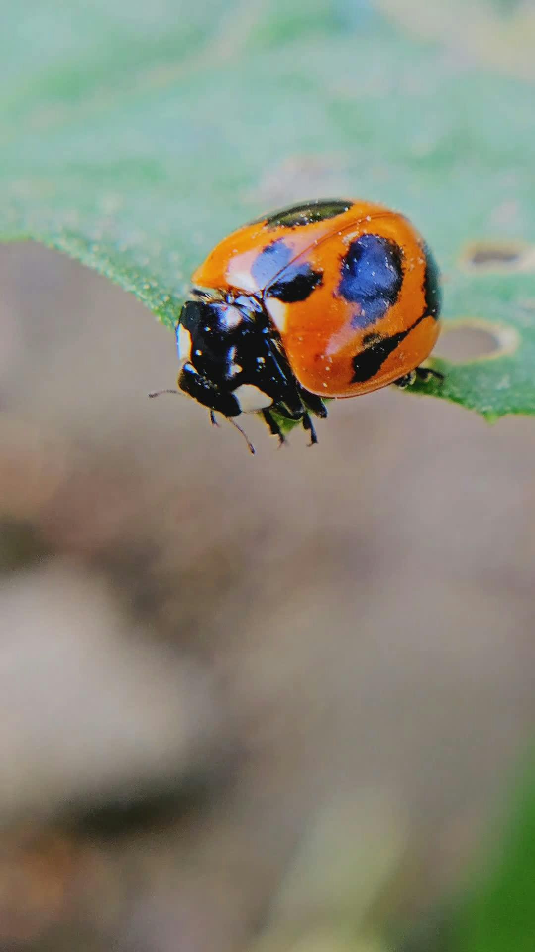 Anup Kumar - Photography