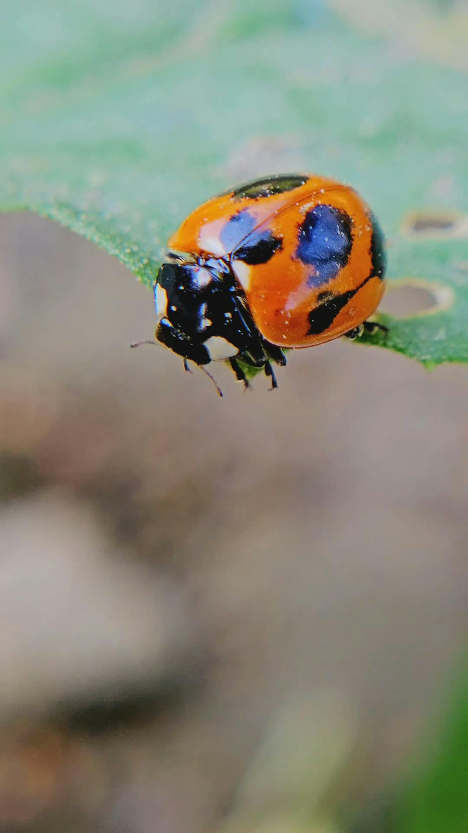 Minecraft+End+Wallpaper Videos, Download The BEST Free 4k Stock Video ...