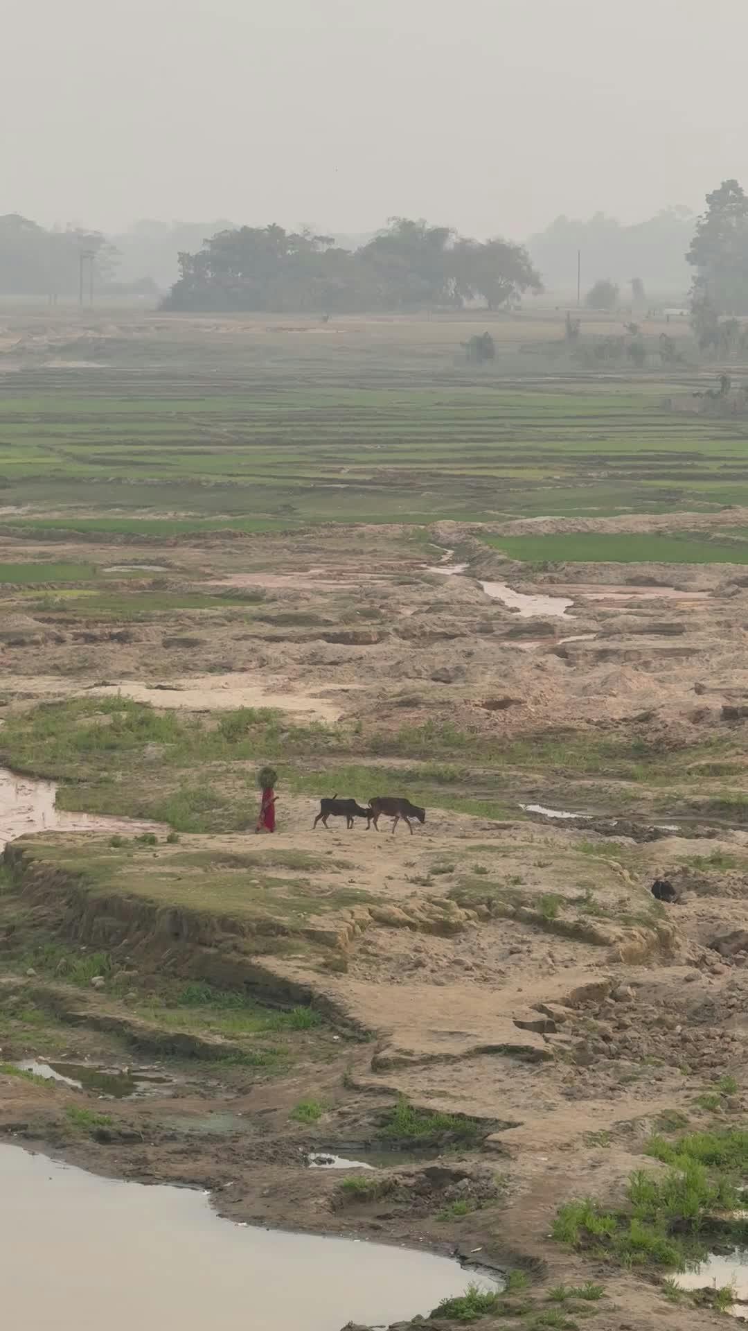 Pastoral scene with riverbanks and grazing animals Free Stock Video ...
